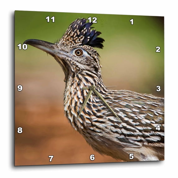 3drose, Texas, Rio Grande Valley, Greater Roadrunner Bird - Us44 ...