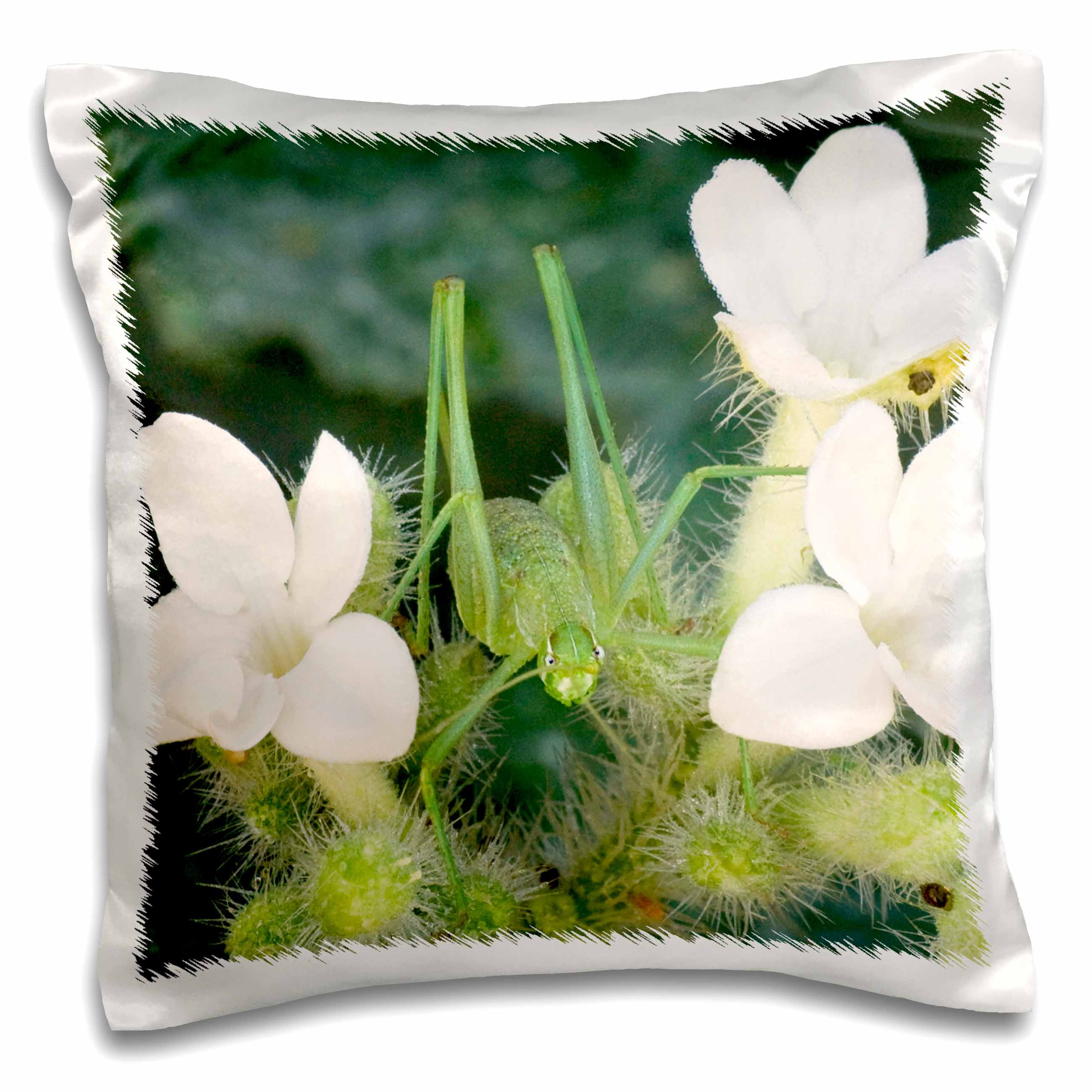 3drose, Texas, Rio Grande Valley. Katydid Insect - Us44 Bja0139 ...