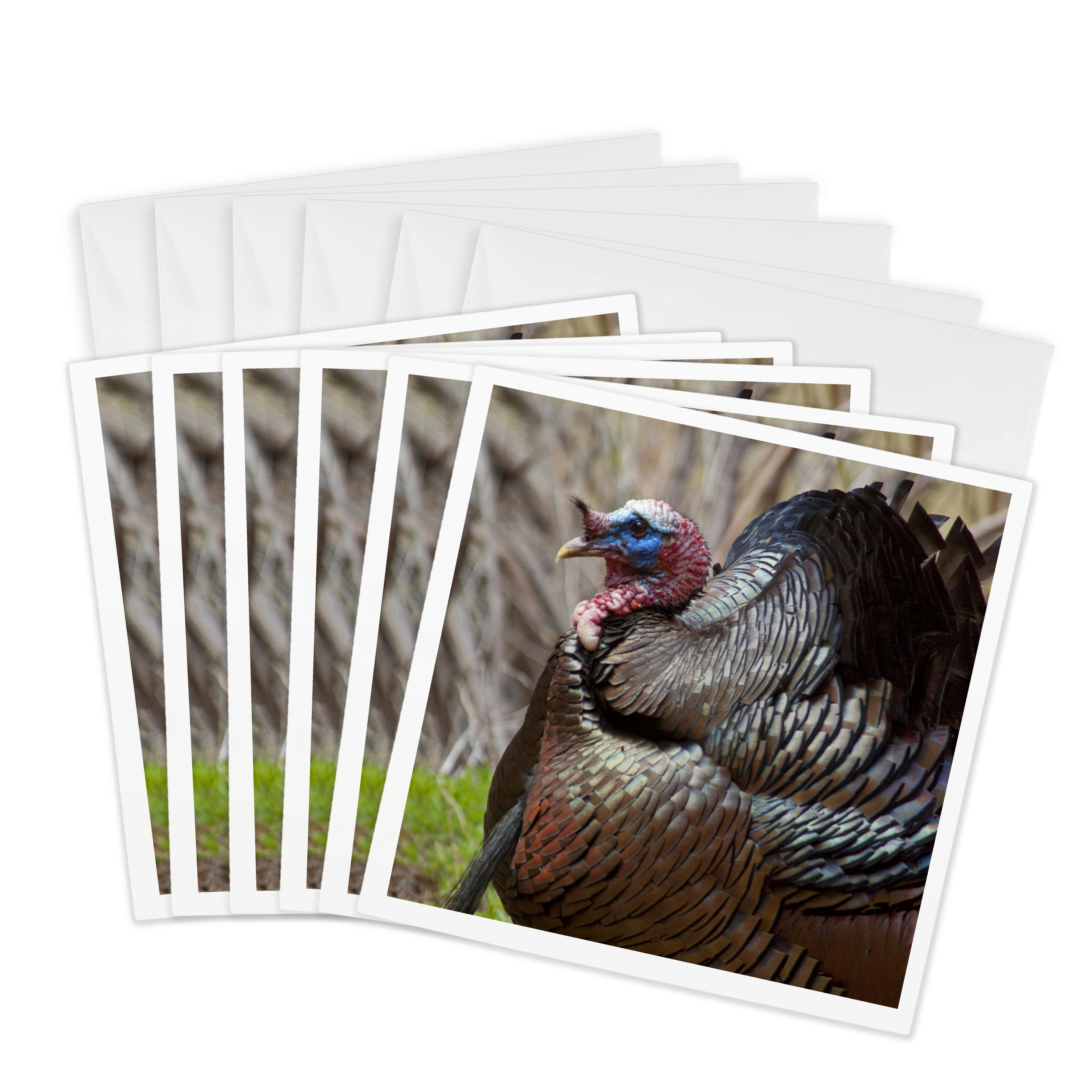 3drose, Tom Turkey Wildlife, Zion National Park in Utah - Us45 Cha0266 ...