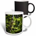 3drose, Tree with Air Plants, 11oz Magic Transforming Mug - Walmart.com