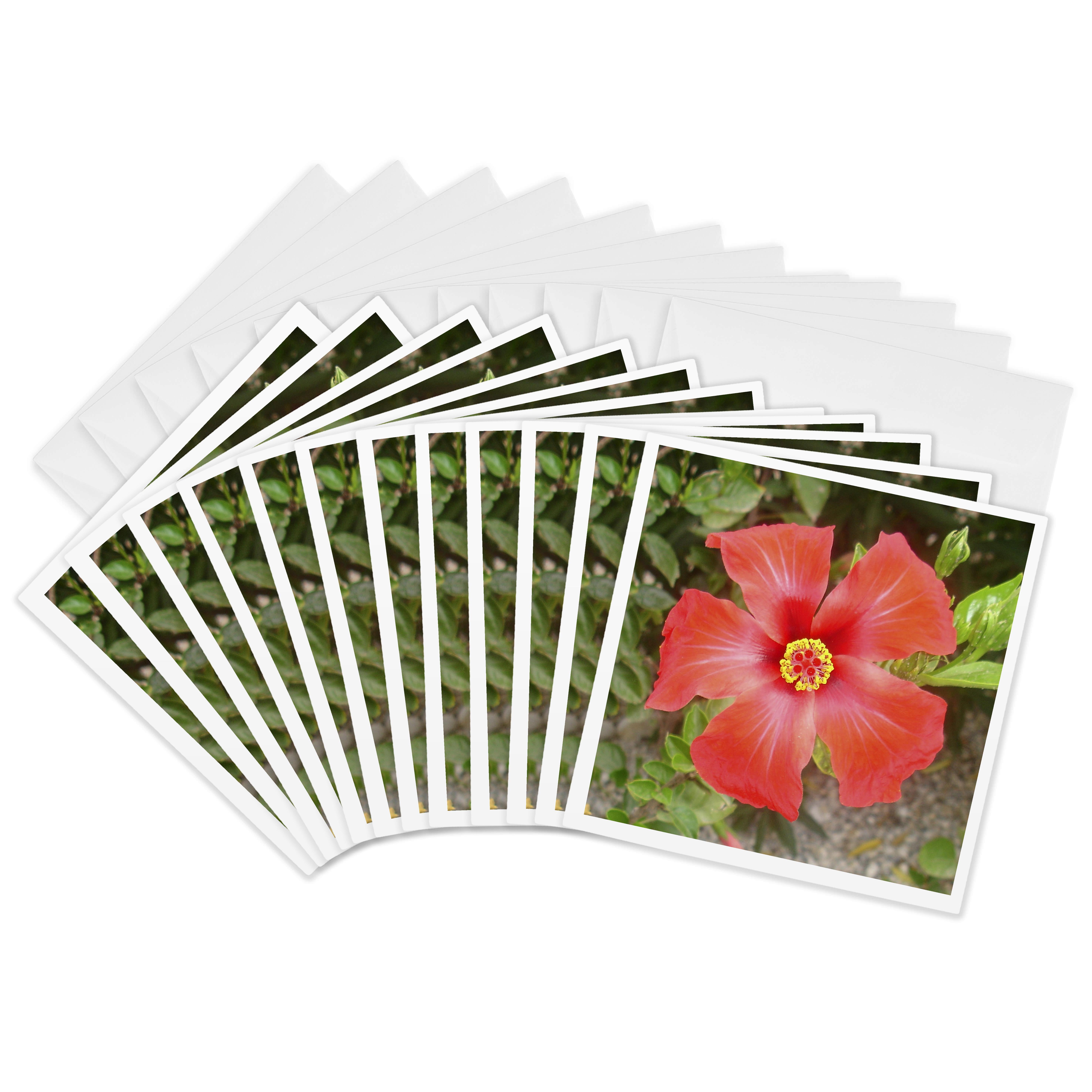 3drose, Tropical Hibiscus - Bunga Raya, Flower, Flowers, Hibiscus ...