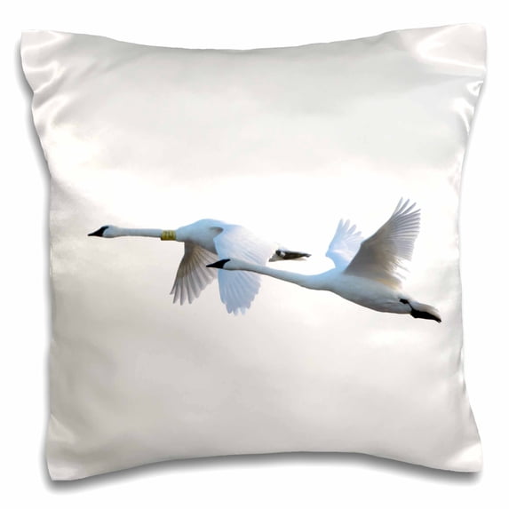 3drose, Trumpeter Swans in Flight on White Background, Marion Co ...