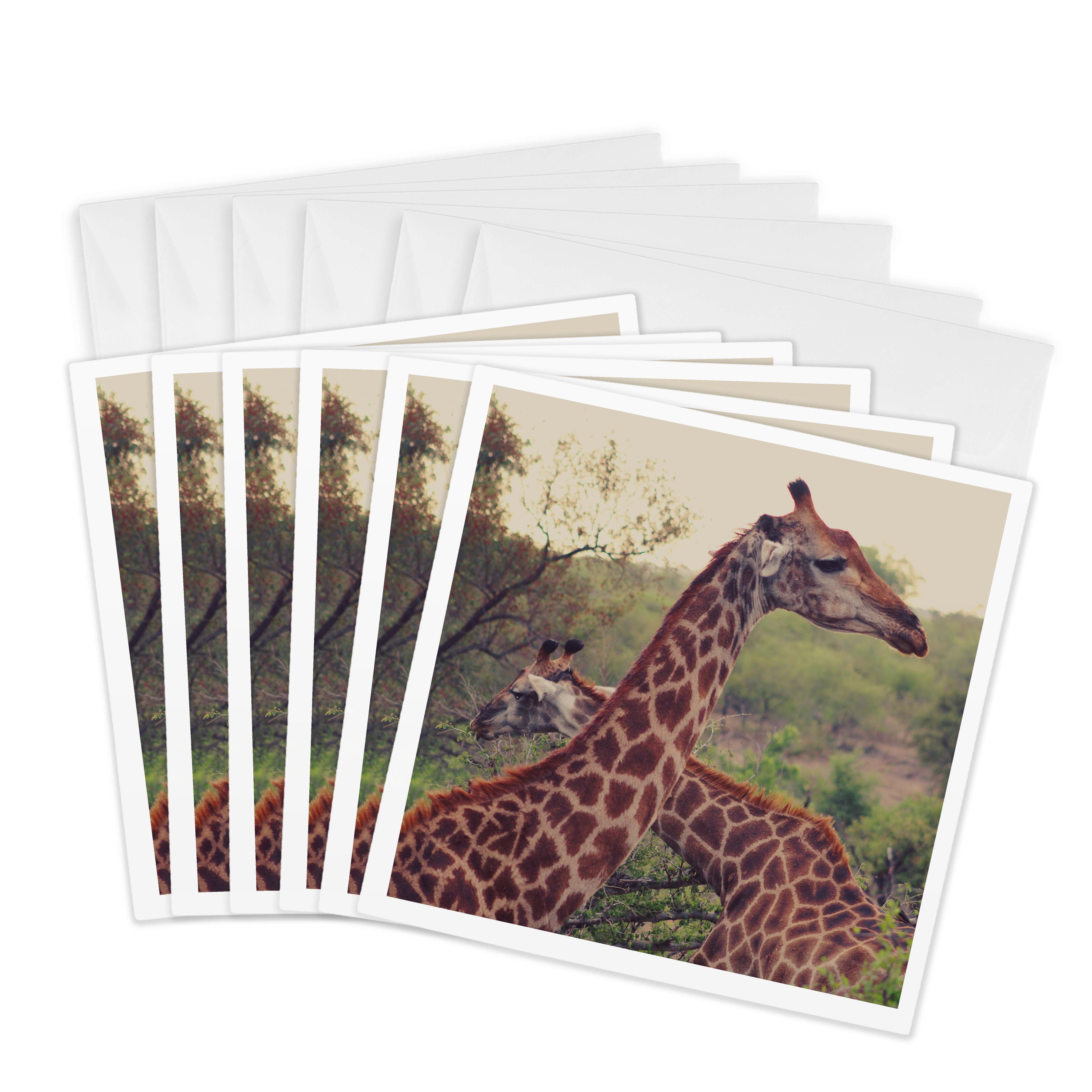 3drose, Two Lovely Giraffes with Long Necks with Trees in the ...
