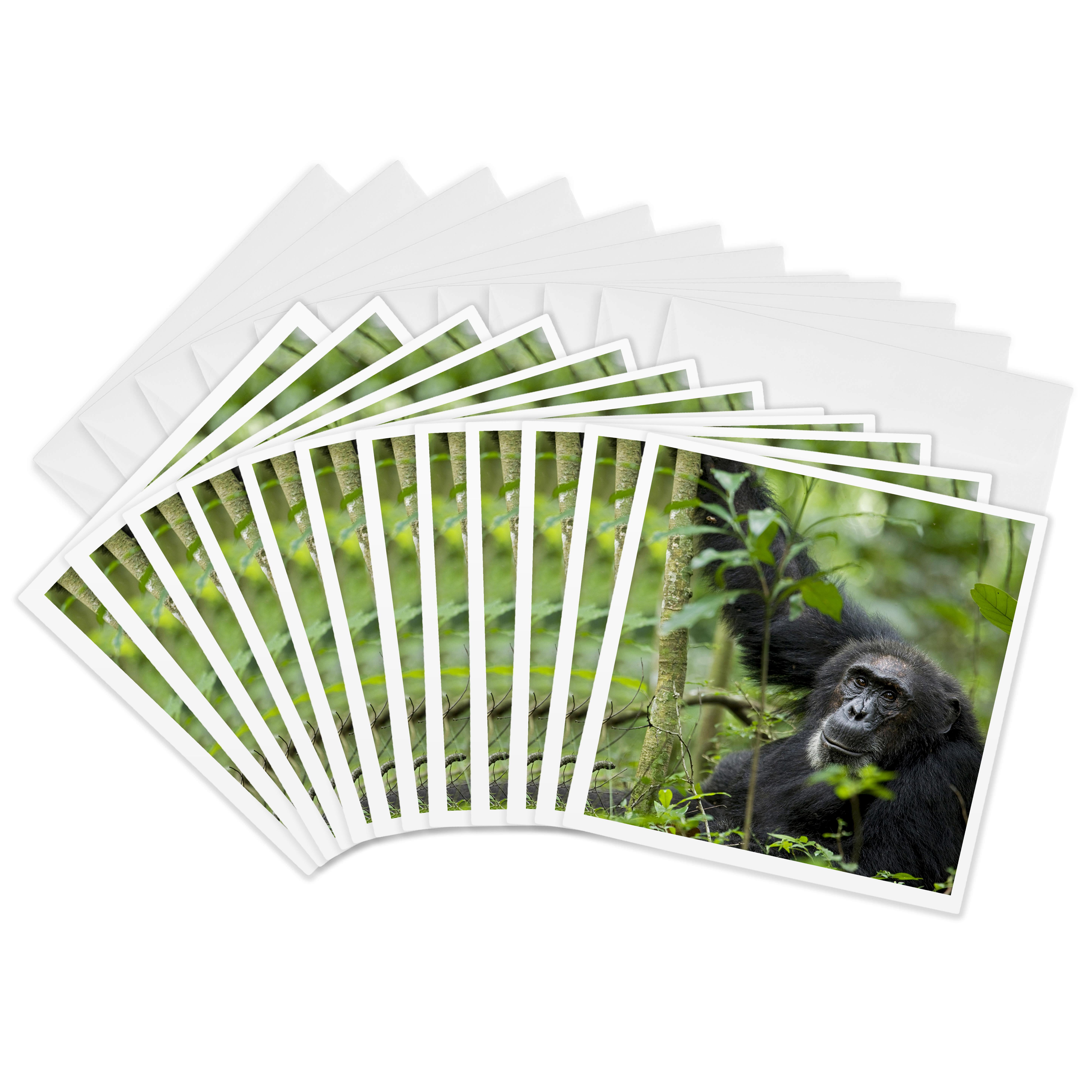 3drose, Uganda, Kibale National Park. Wild Male Chimpanzee Stares ...