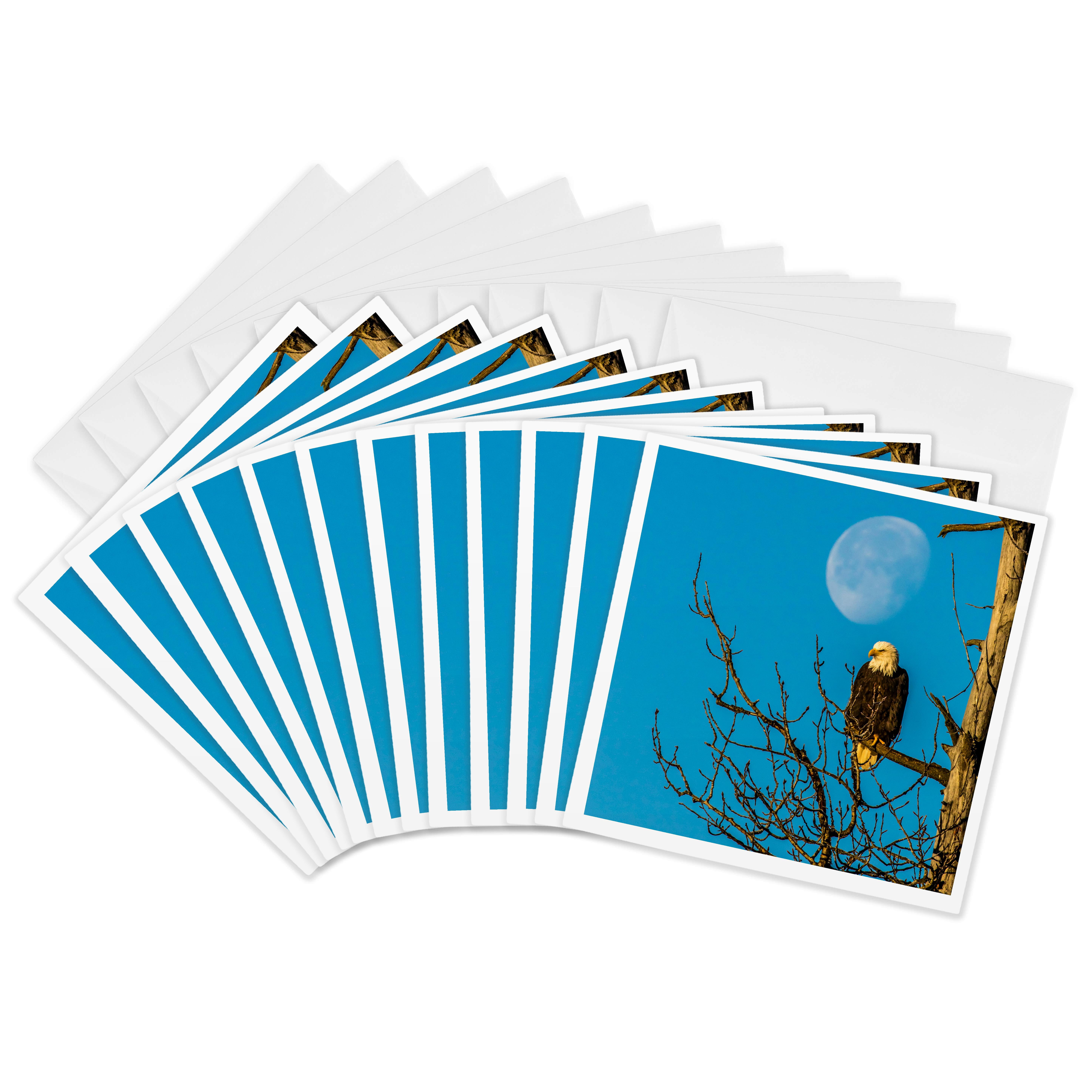 3drose, Usa, Alaska, Chilkat Bald Eagle Preserve, Bald Eagle Adult and ...