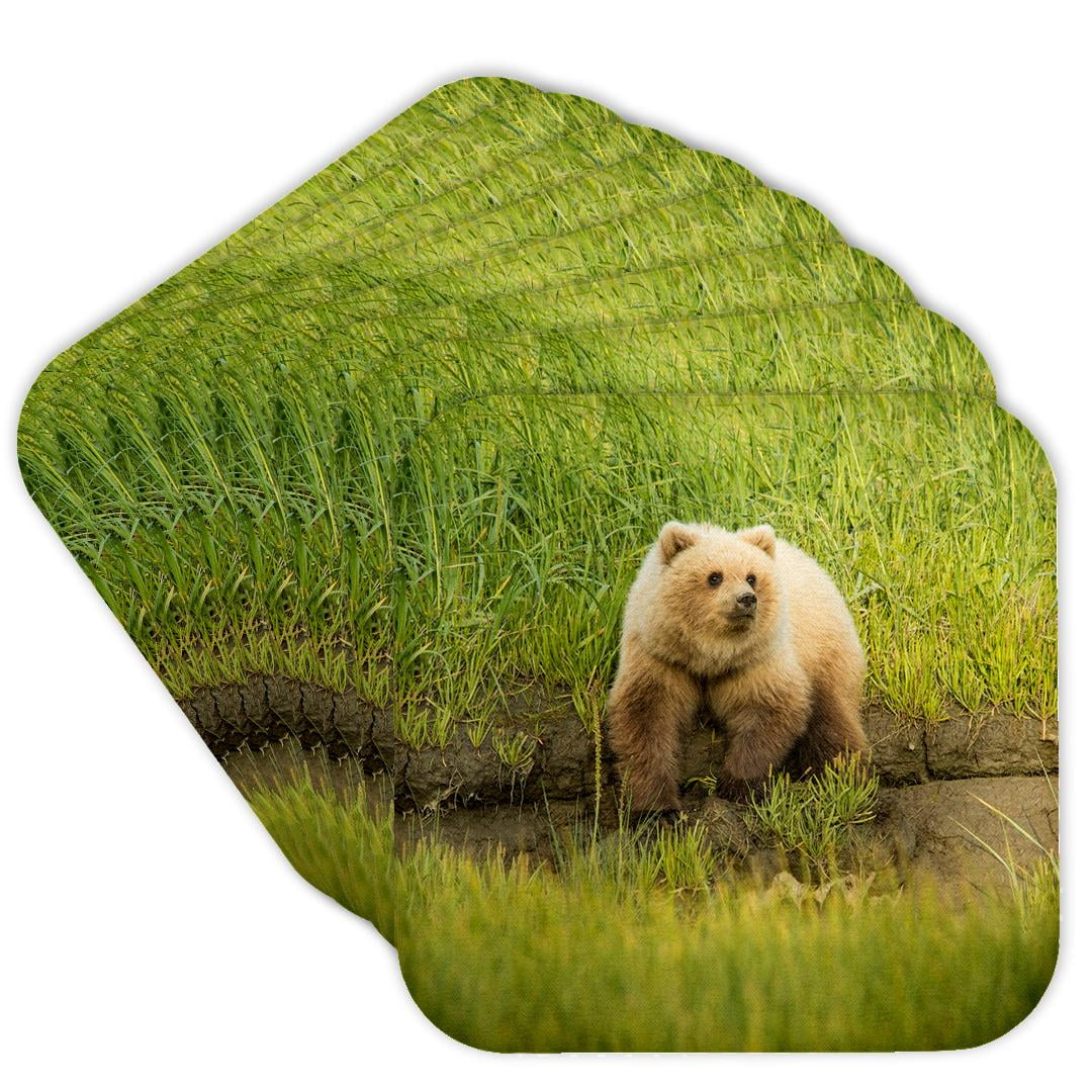 3drose, Usa, Alaska, Grizzly Bear Cub, Set of 8 Coasters - Cork ...