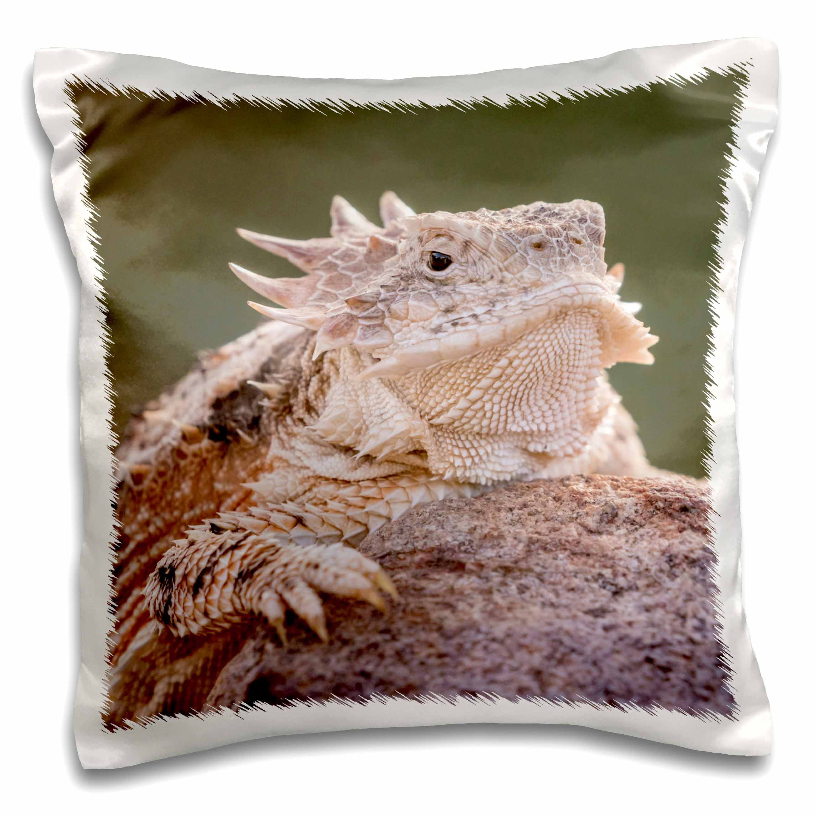3drose, Usa, Arizona, Santa Cruz County. Regal Horned Lizard on Rock ...