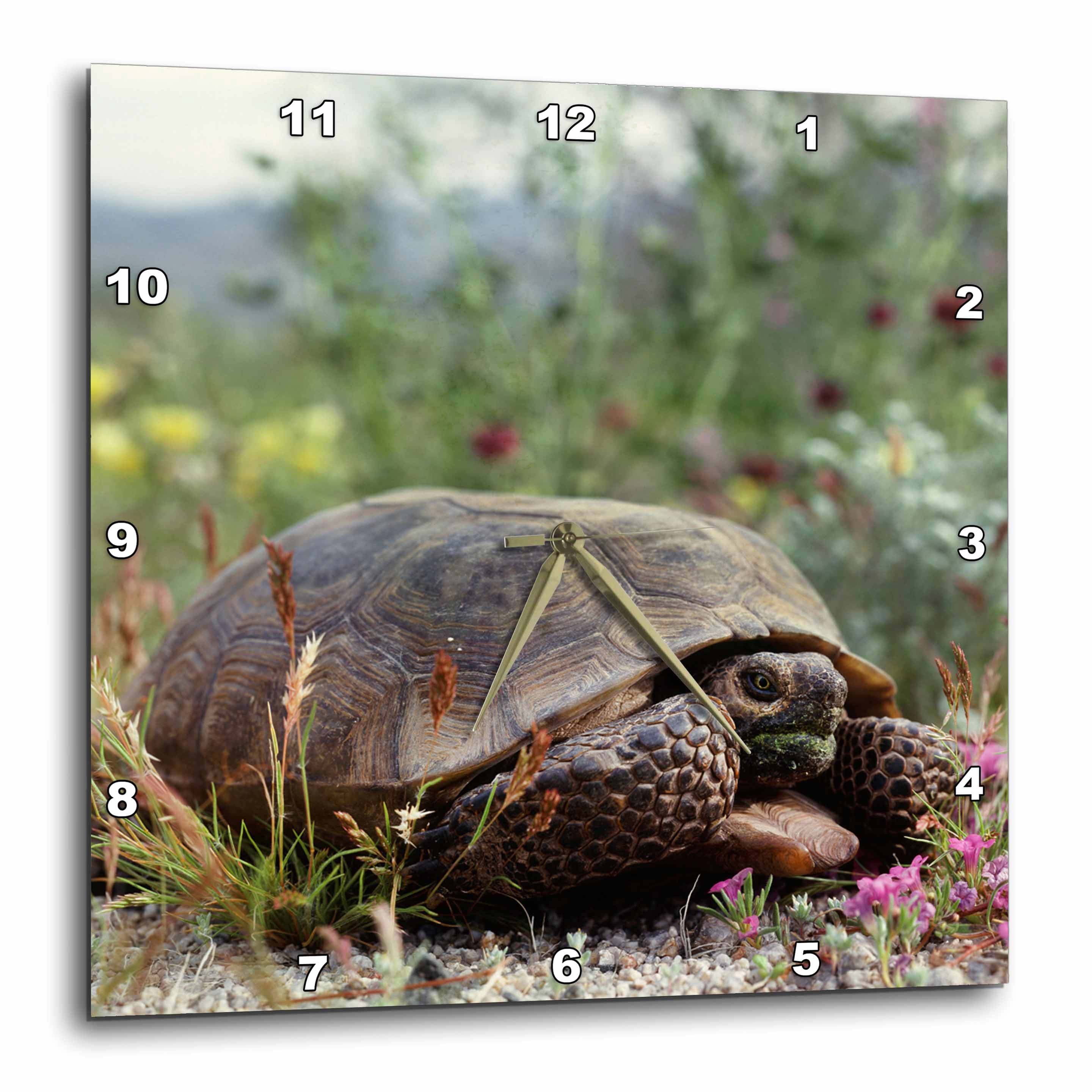 3drose, Usa, California, Joshua Tree National Park, Desert Tortoise ...