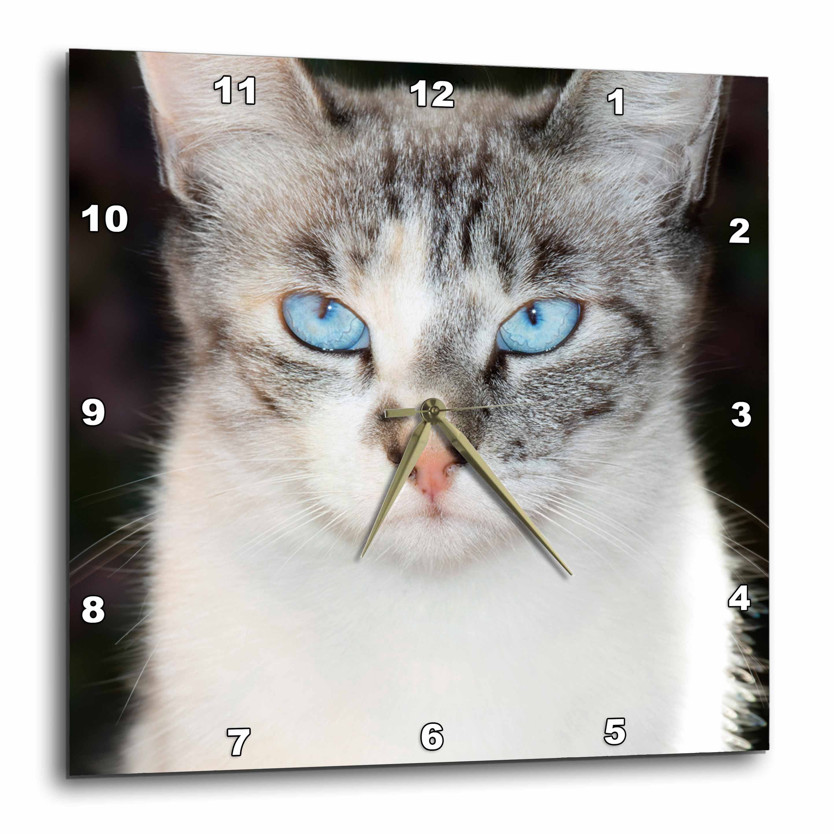 3drose, Usa, California. Lynx Point Siamese Cat Portrait., 15x15 Wall ...