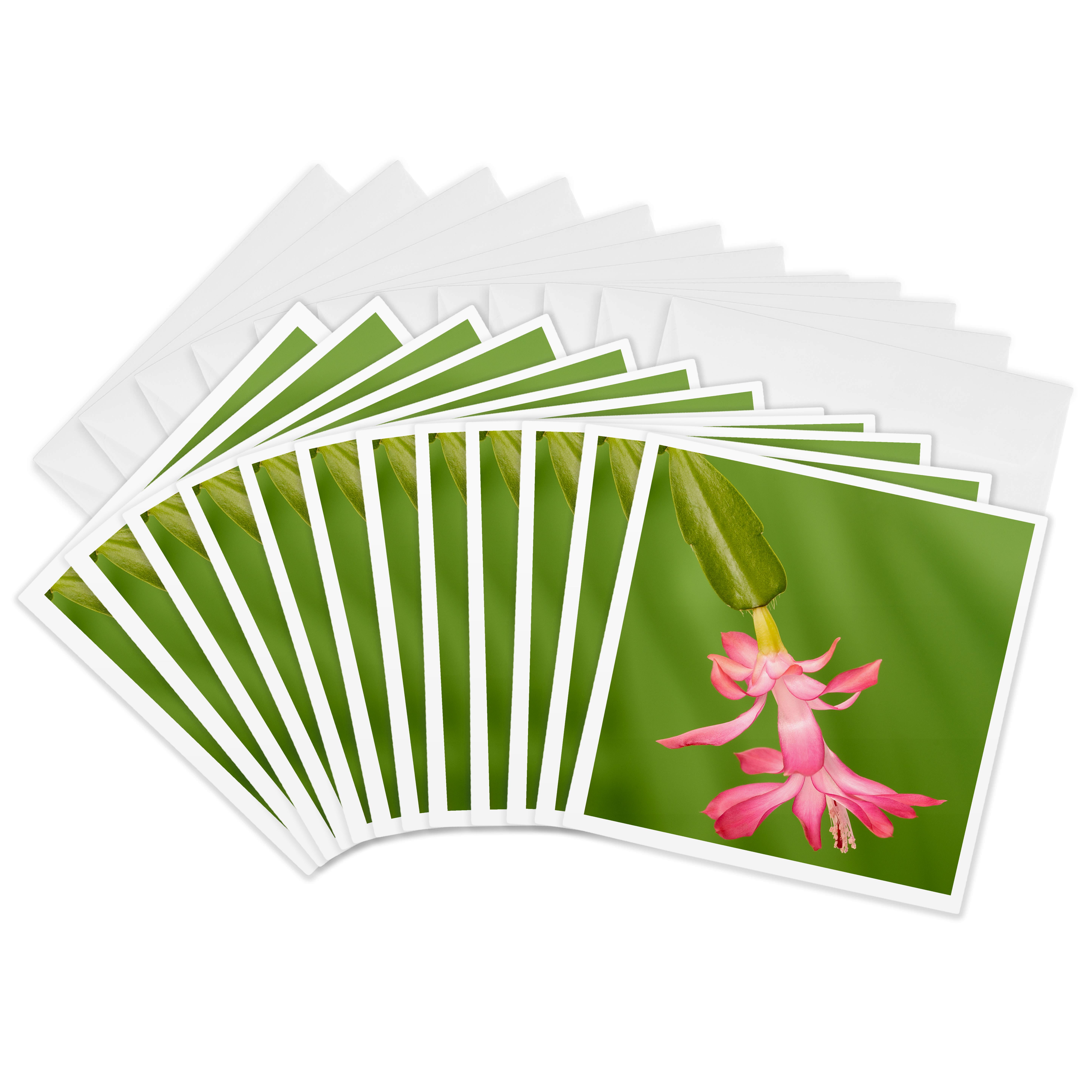3drose, Usa, Colorado, Lafayette. Christmas Cactus Flower Close-up., 12 ...