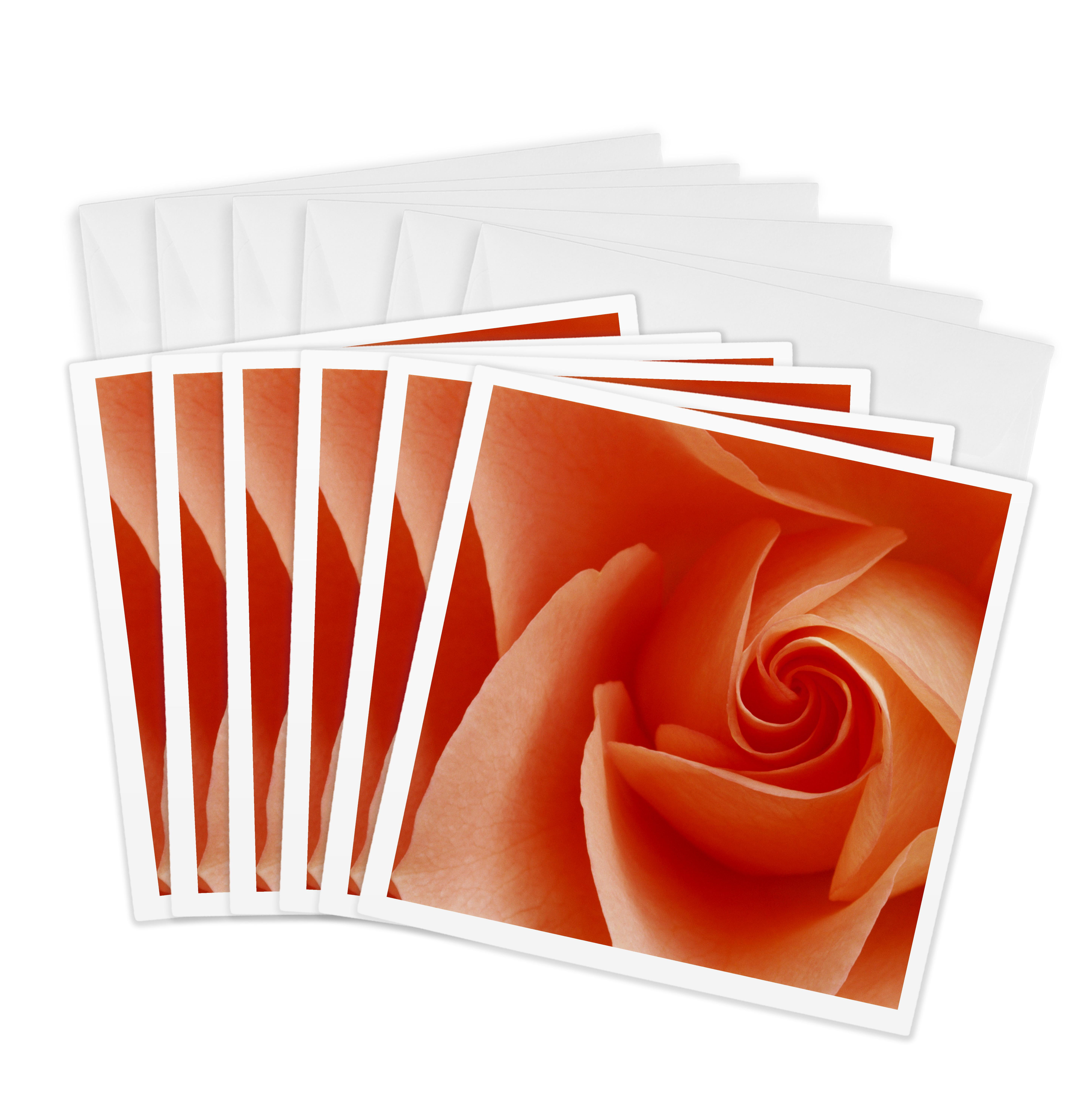 3drose, Usa, Colorado, Lafayette. Peach Rose Close-up., 6 Greeting ...