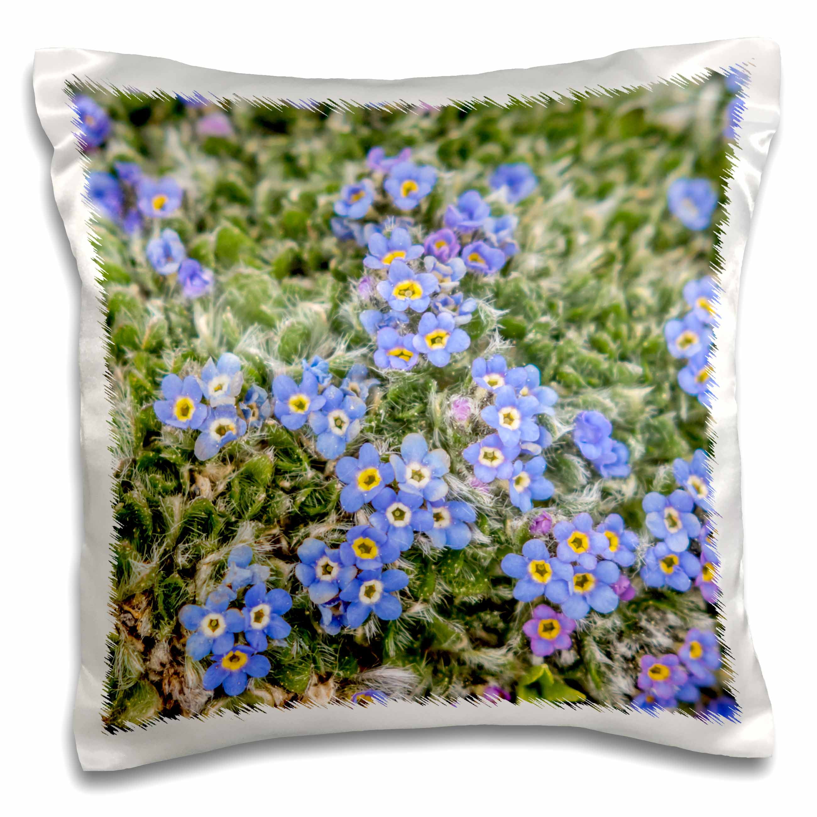 3drose, Usa, Colorado, Mt. Evans. Alpine Forget-me-not Flowers., 16x16 ...