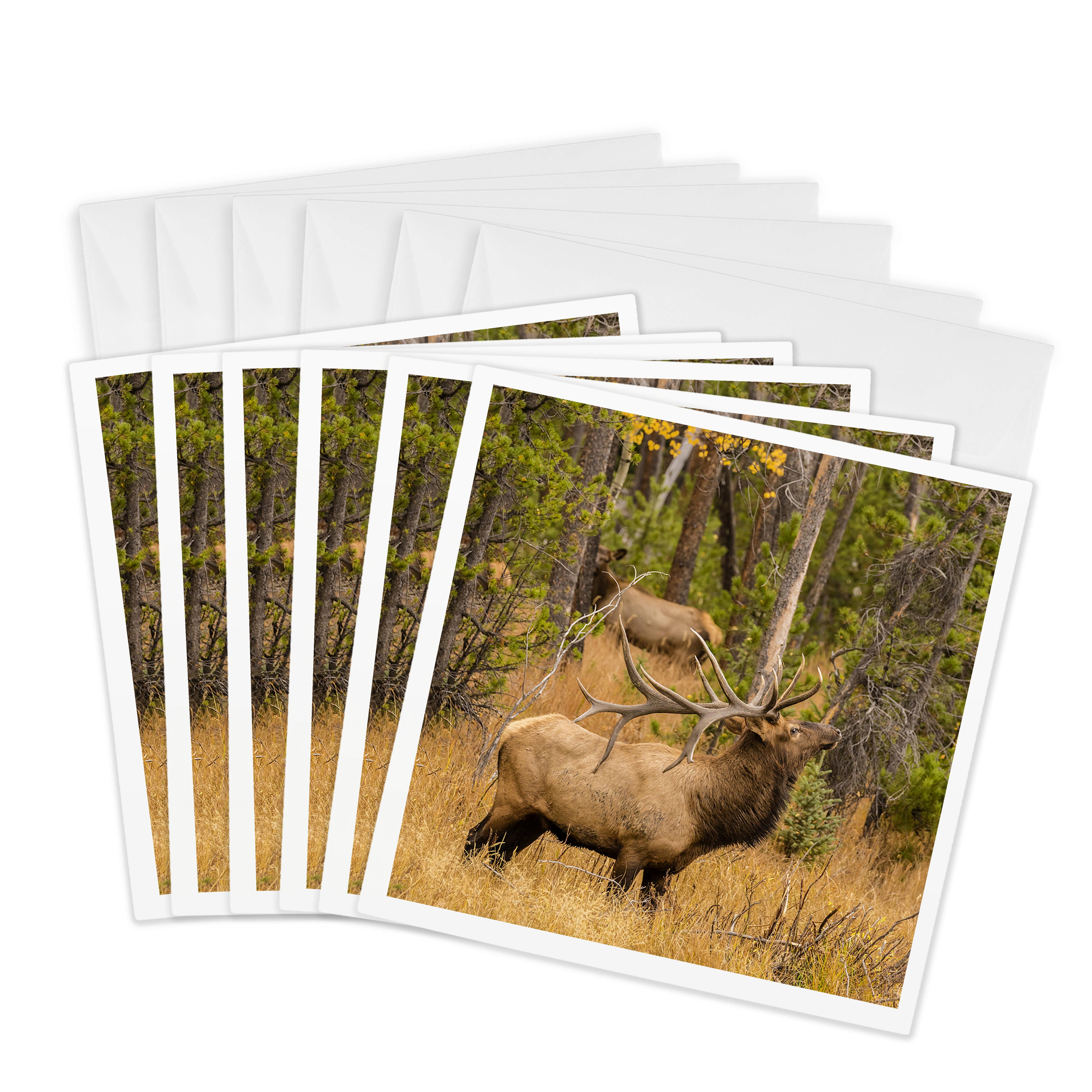 3drose, Usa, Colorado, Rocky Mountain National Park. Male Elk About to ...