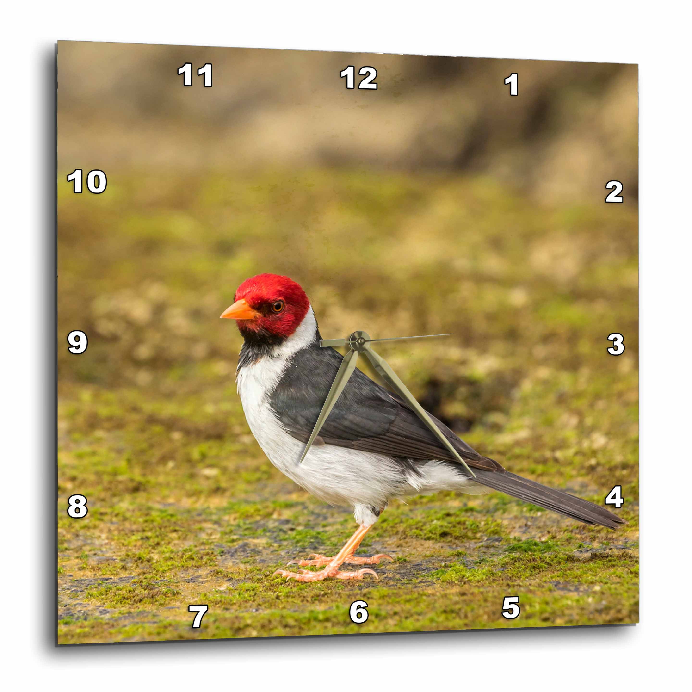 3drose, Usa, Hawaii, Honokohau Bay. Yellow-billed Cardinal Close-up ...