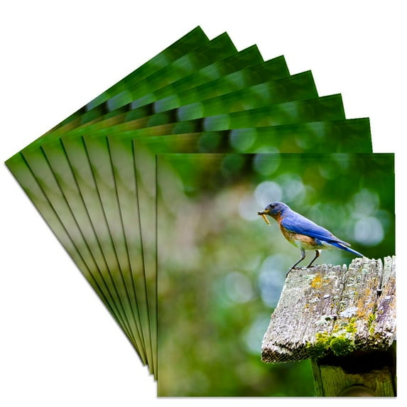 3drose, Usa, Minnesota, Mendota Heights, Eastern Bluebird, Set of 8 ...