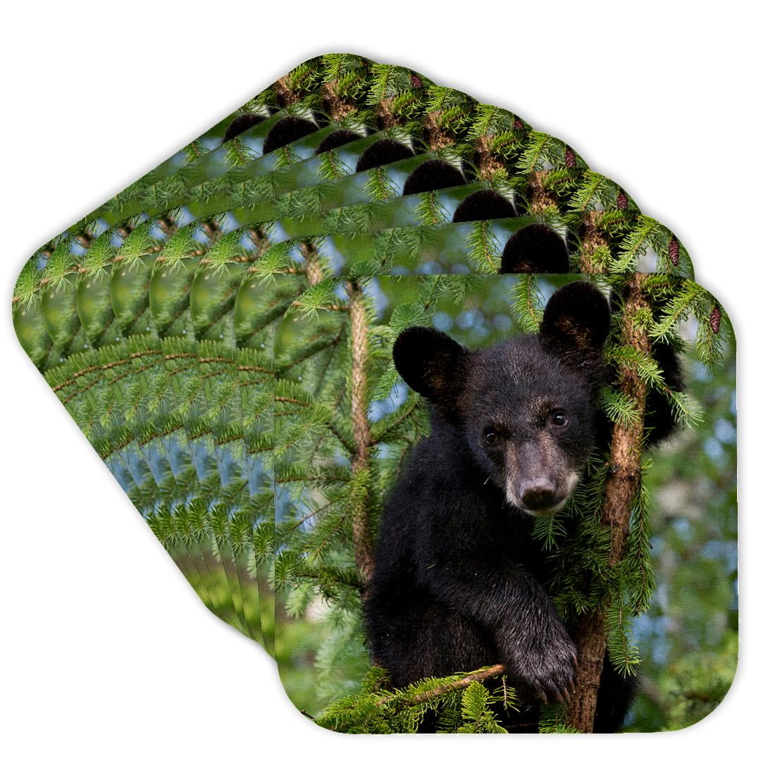 3drose, Usa, Minnesota, Sandstone. Black Bear Cub in a Tree., Set of 8 ...