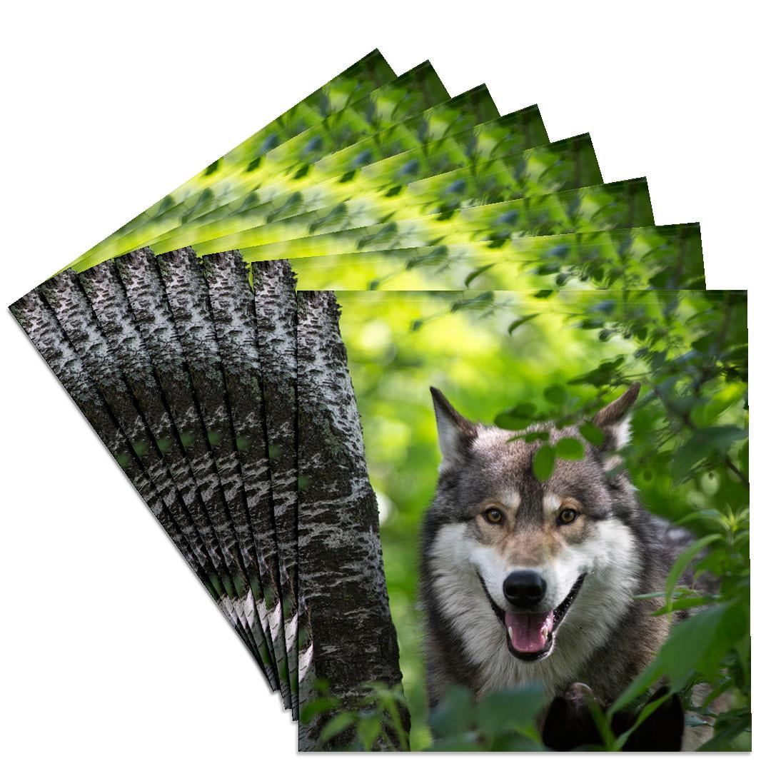 3drose, Usa, Minnesota, Sandstone, Wolf, Set of 8 Ceramic Tile Coasters ...