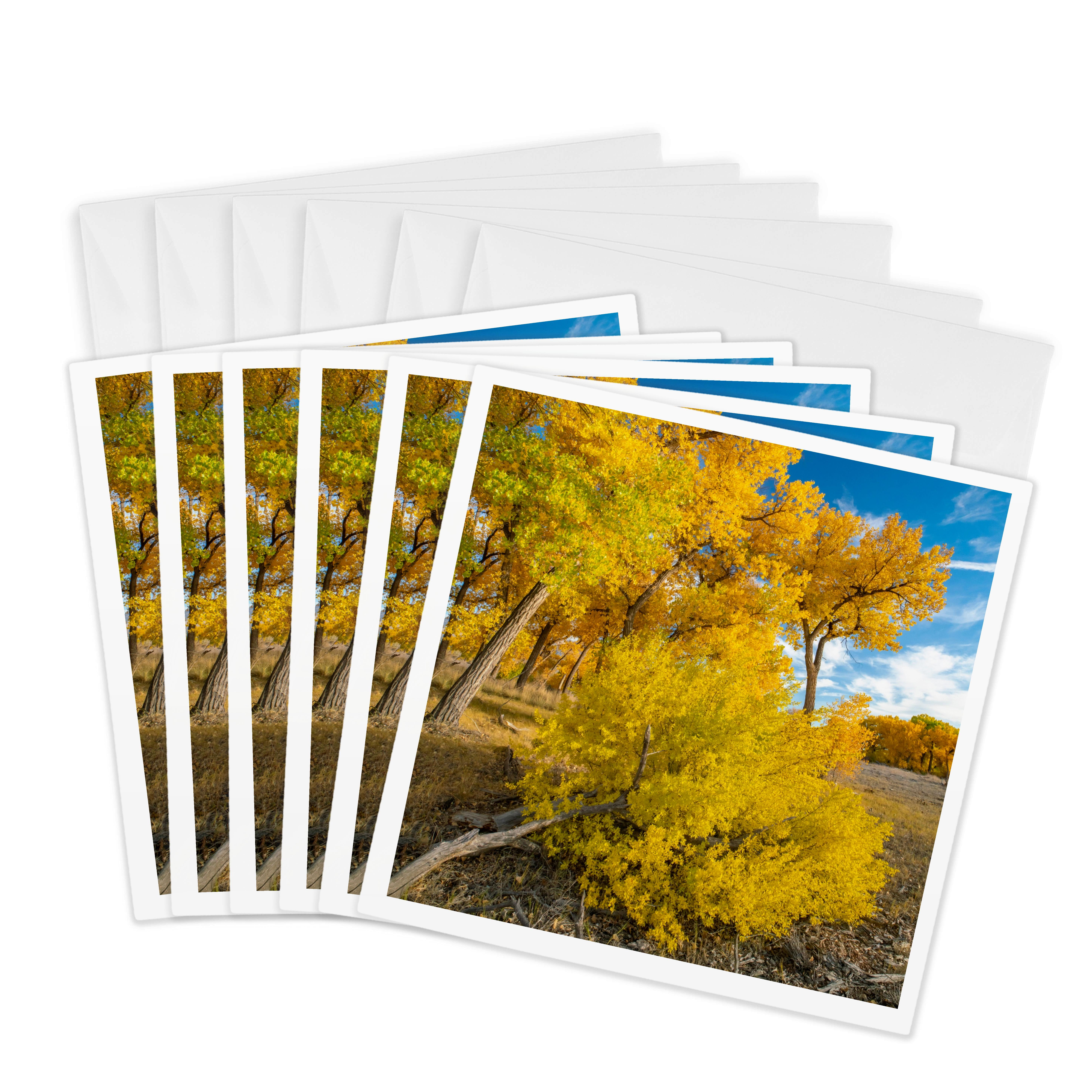 3drose, Usa, New Mexico, Sandoval County. Cottonwood Trees. Autumn., 6 ...
