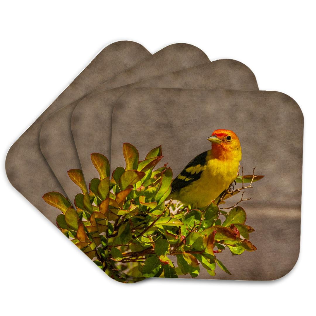3drose, Usa, New Mexico. Western Tanager in Tree., Set of 4 Coasters ...
