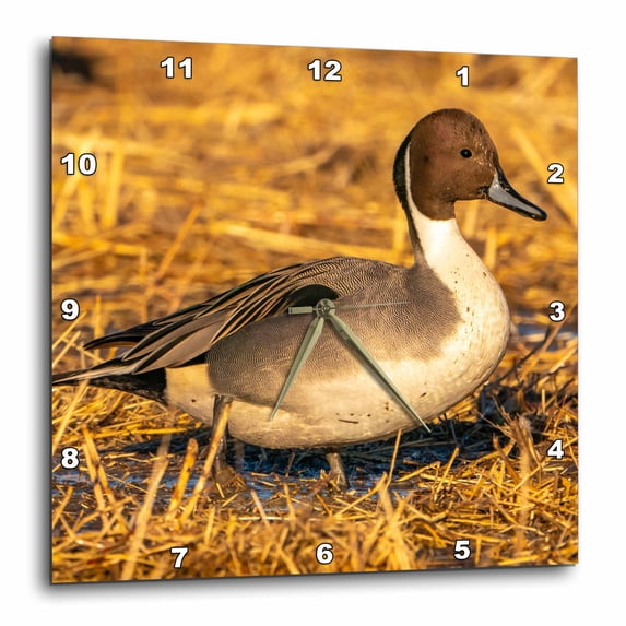 3drose, Usa, New Mexico,wildlife Refuge. Closeup of Pintail Duck Drake ...