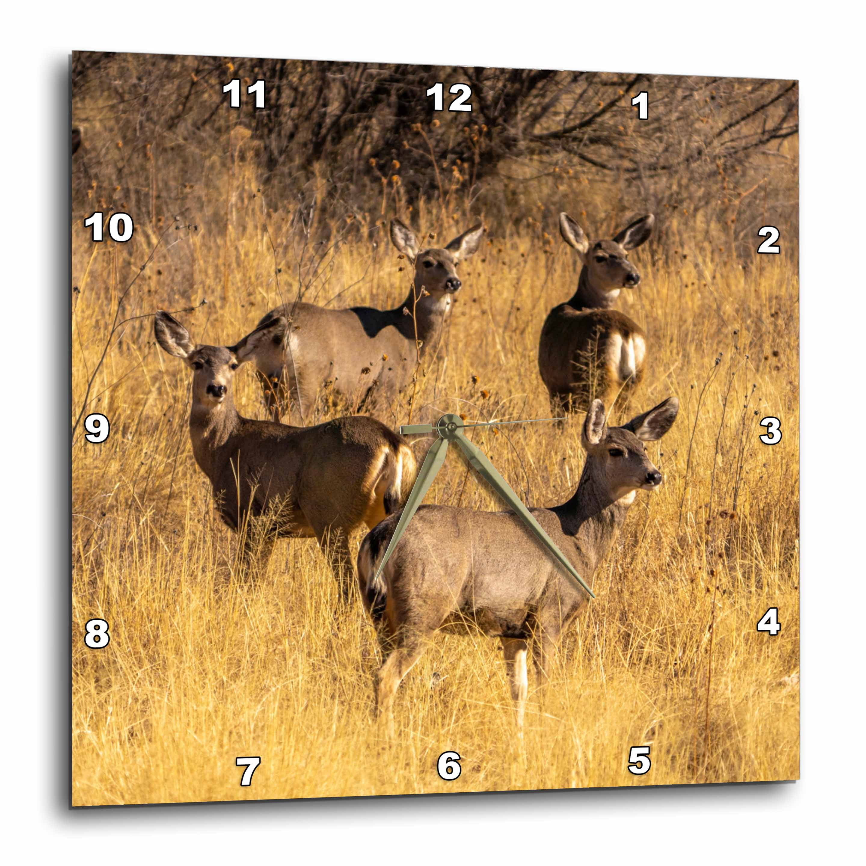 3drose, Usa, New Mexico,wildlife Refuge. Female Mule Deer in Grassy ...