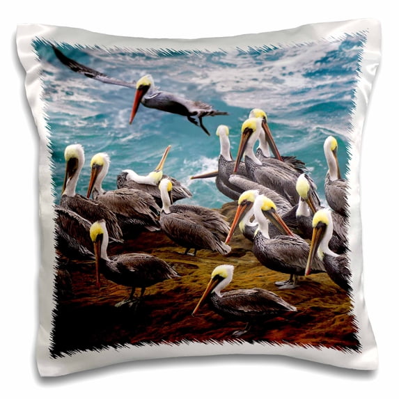 3drose, Usa, Oregon, Newport. Brown Pelicans at Devils Punch Bowl ...