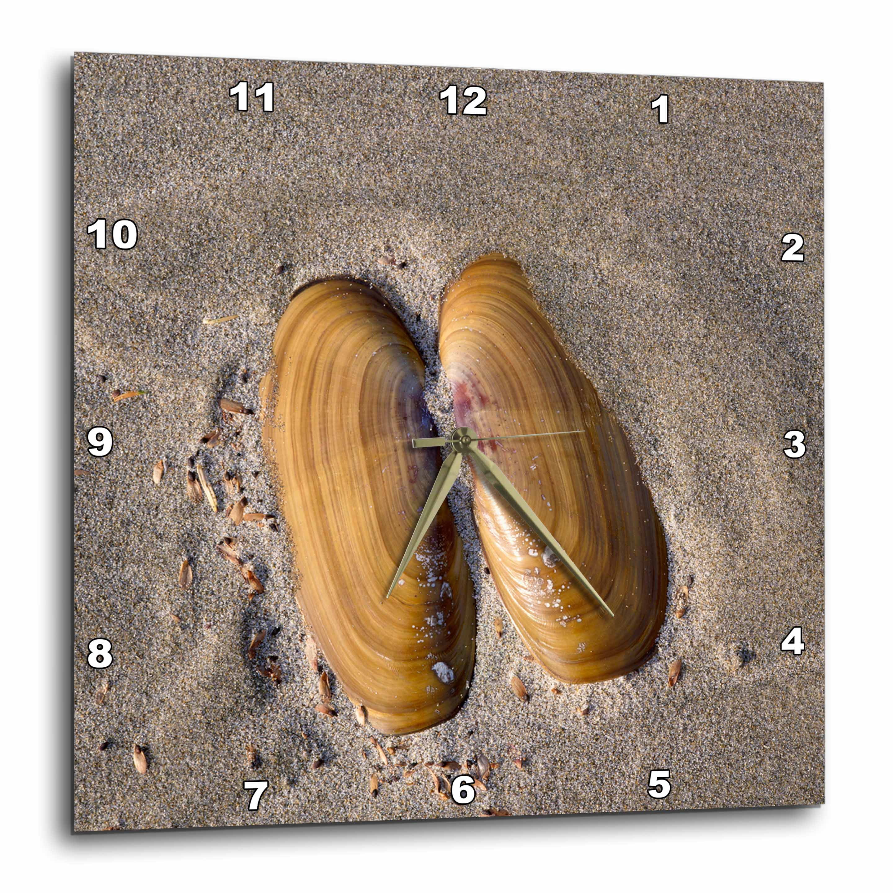 3drose, Usa, Oregon, Oswald West Sp, Mussel Shell and Beach Sand ...