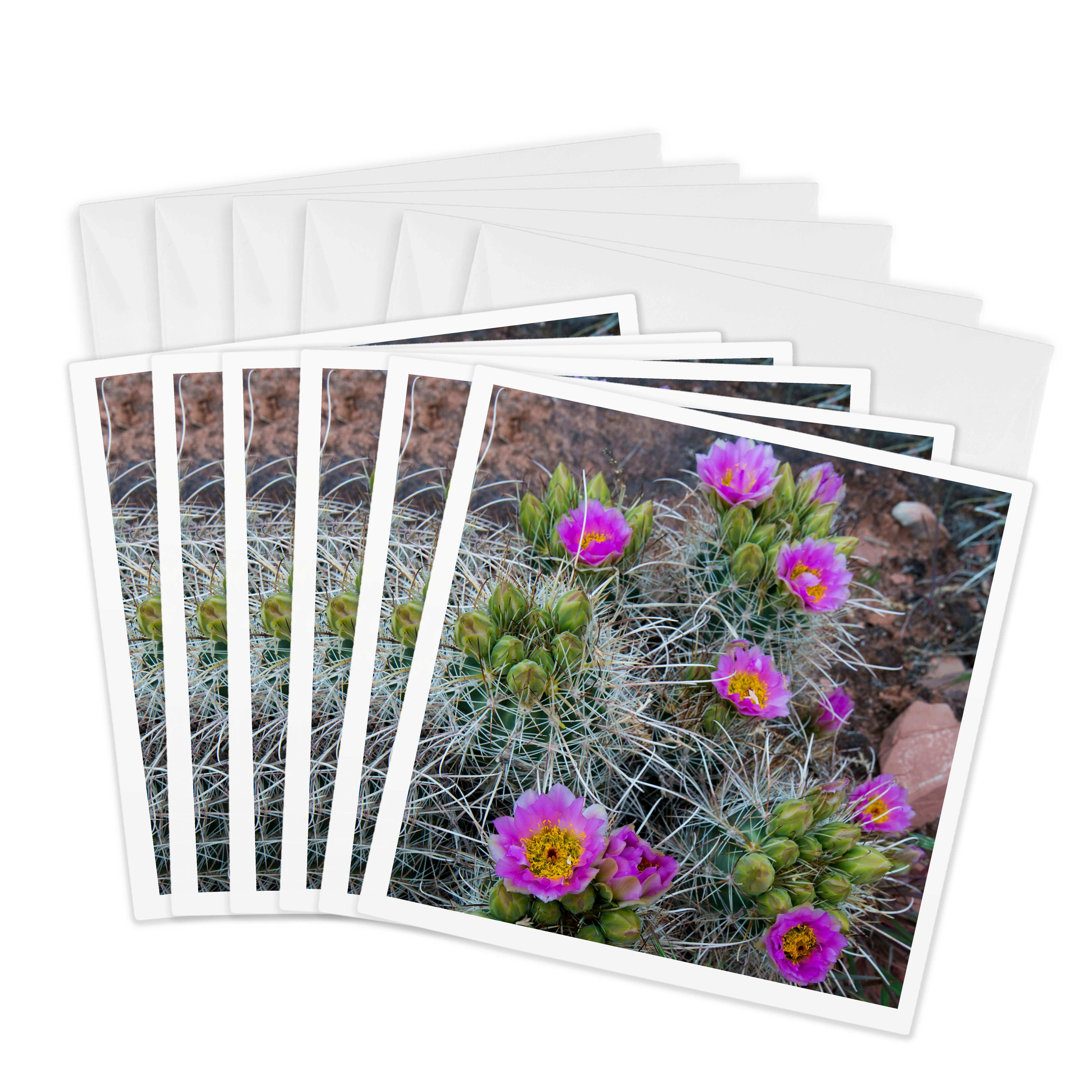 3drose, Usa, Utah, Arches Np. Whipples Fishhook Cactus Blooming and ...