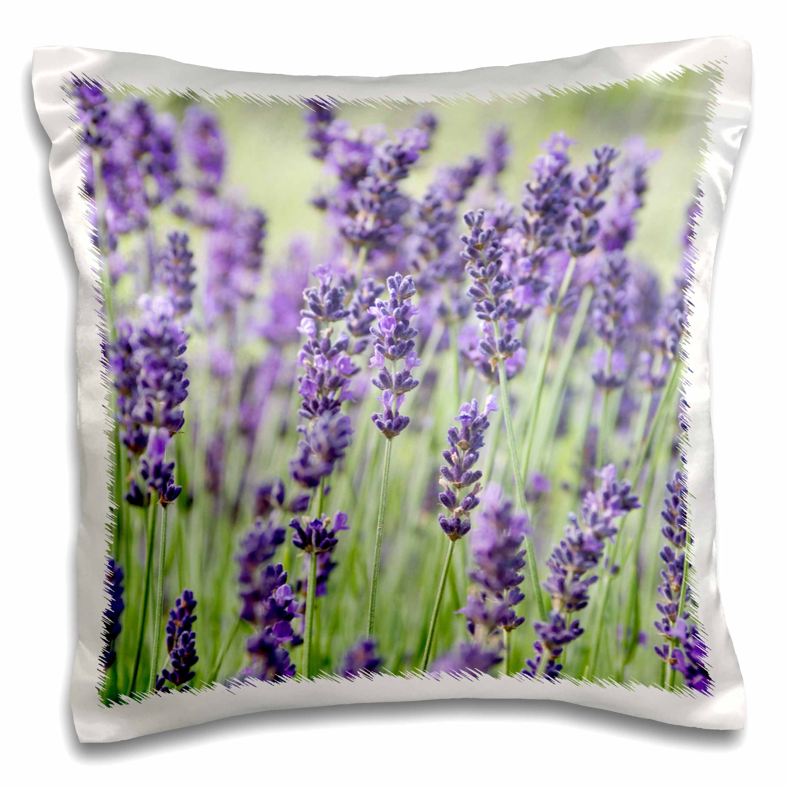 3drose, Usa, Wa, Sequim, Lavender Flower - Us48 Rti0243 - Rob Tilley ...