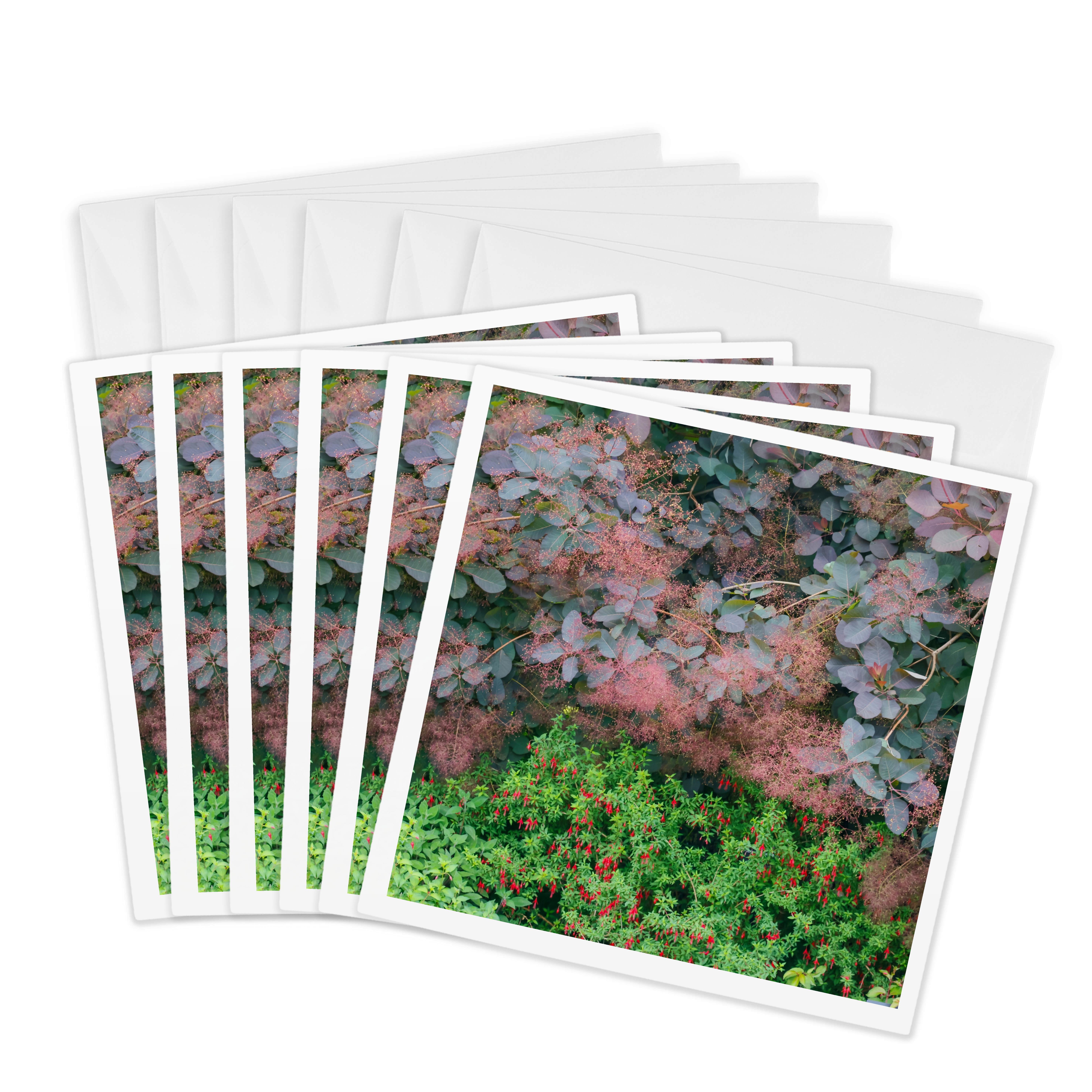3drose, Usa, Washington State. Bellevue Botanical. Smoke Bush and ...