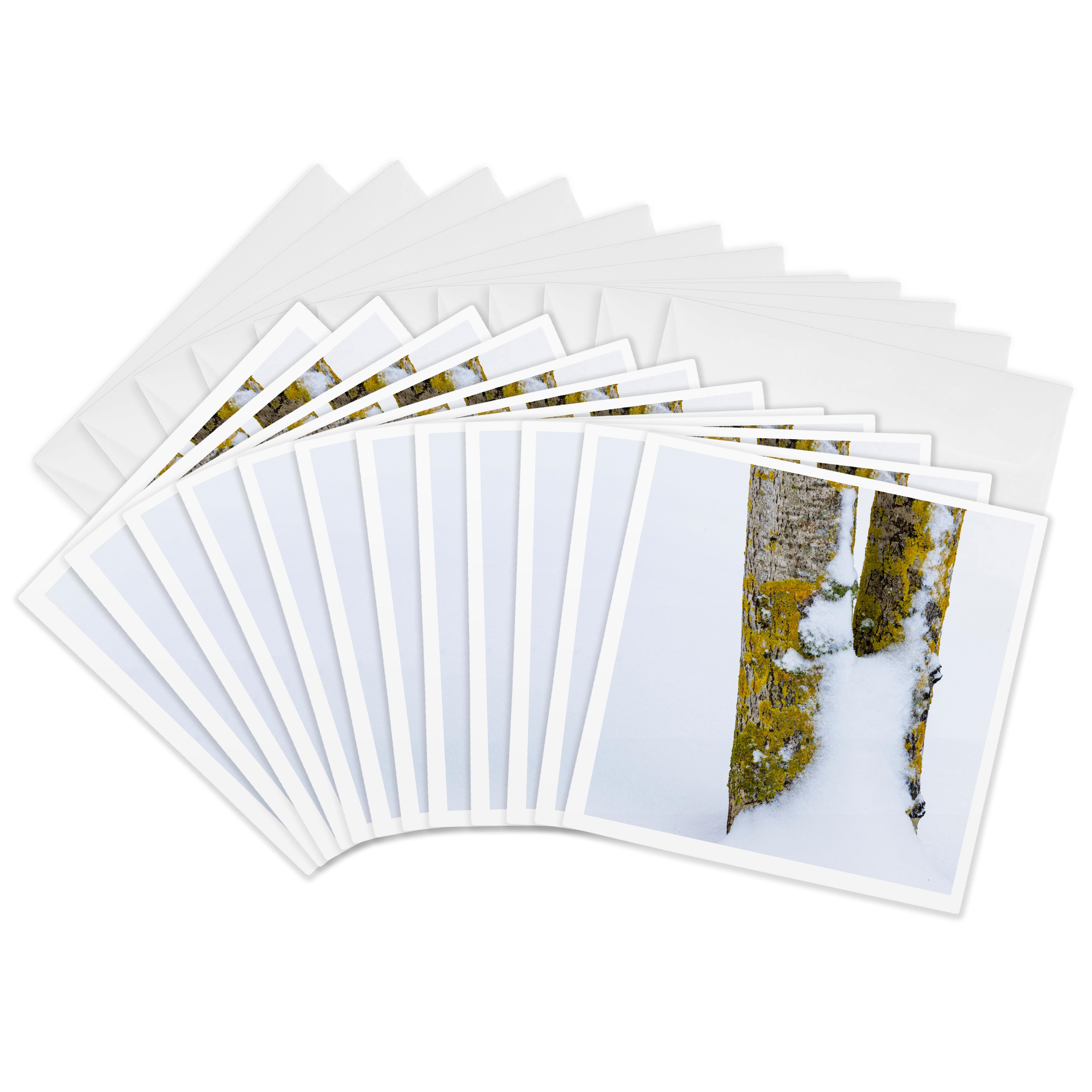 3drose, Usa, Washington State. Bellevue Fresh Snow on Birch Tree Trunks ...