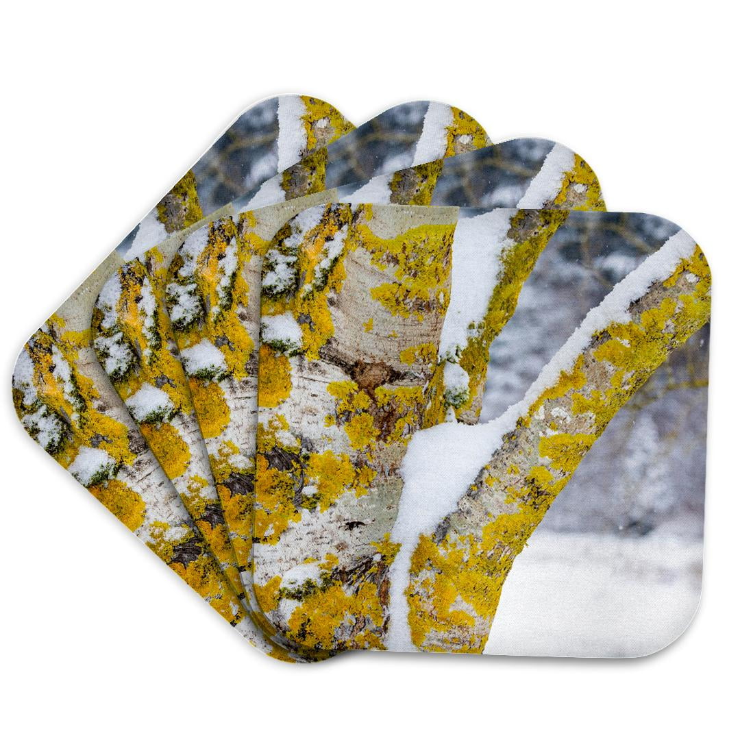 3drose, Usa, Washington State. Bellevue Fresh Snow on Birch Tree Trunks ...