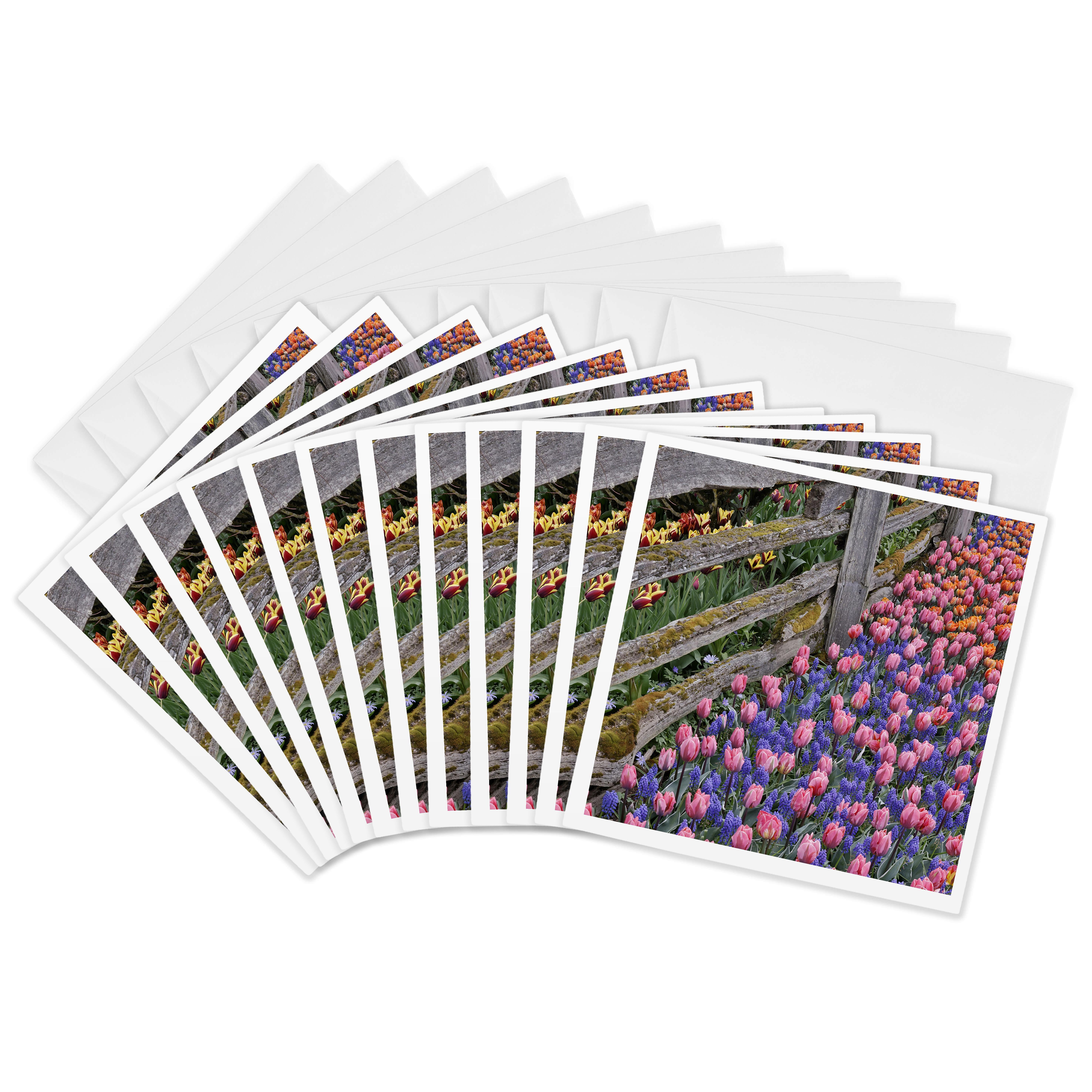 3drose, Usa, Washington State, Skagit Valley. Tulips and Grape Hyacinth ...