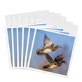 3drose, Usa, Washington State, Wood Duck - Us48 Glu0048 - Gary Luhm, 6 ...