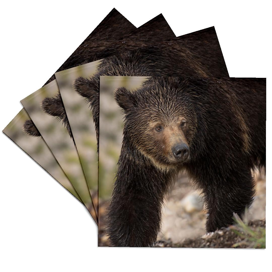 3drose, Usa, Wyoming, Yellowstone National Park. Close up of Grizzly ...