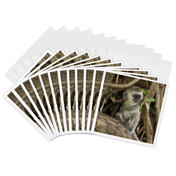 3drose, Vervet Monkey, Cercopithecus Aethiops, Juvenile, Tanzania ...