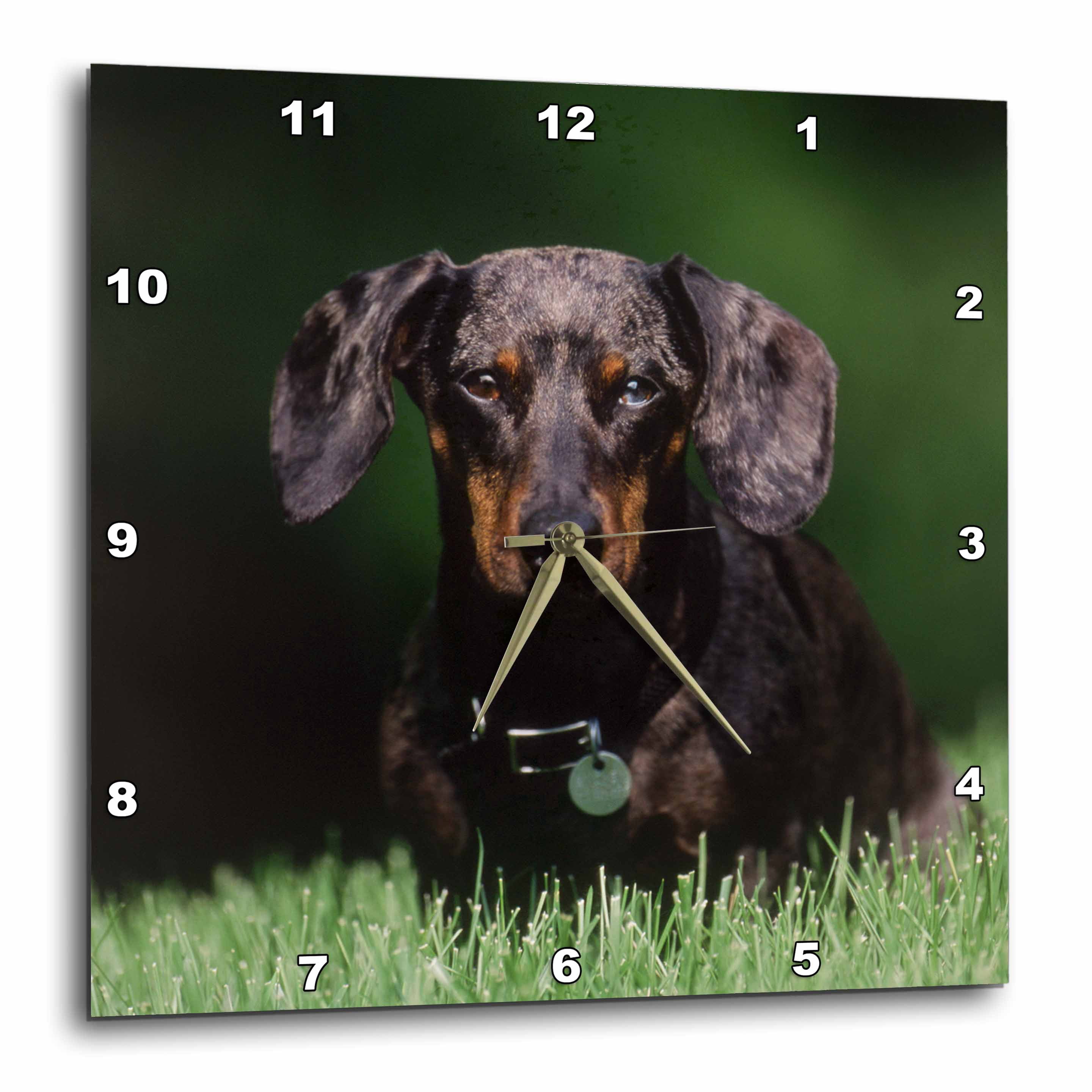 3drose, View of Dapple Colored Dachshund, 10x10 Wall Clock - Walmart.com
