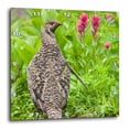 3drose, Wa, Mt Rainier Np, Spruce Grouse Bird - Us48 Jwi1691 - Jamie ...