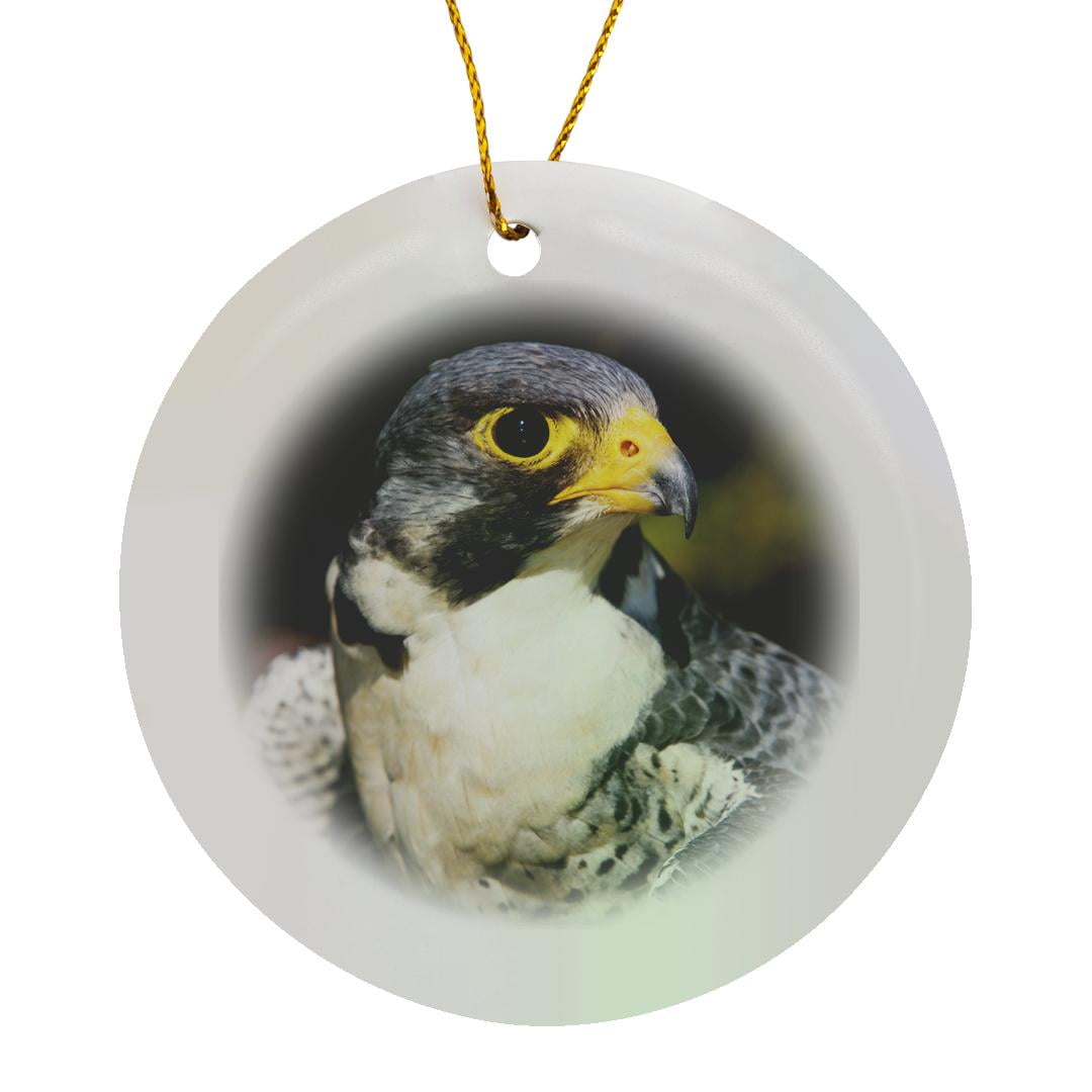 3drose, Wary Eye of Peregrine Falcon - Na02 Pwo0111 - Piperanne ...