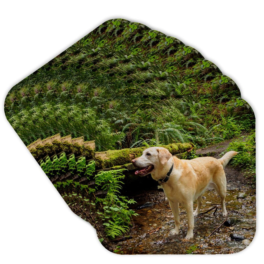 3drose, Washington, Issaquah. Yellow Labrador in the Woods at Tiger ...