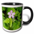 3drose, Washington State, Central Cascades. Purples Wild Geranium ...