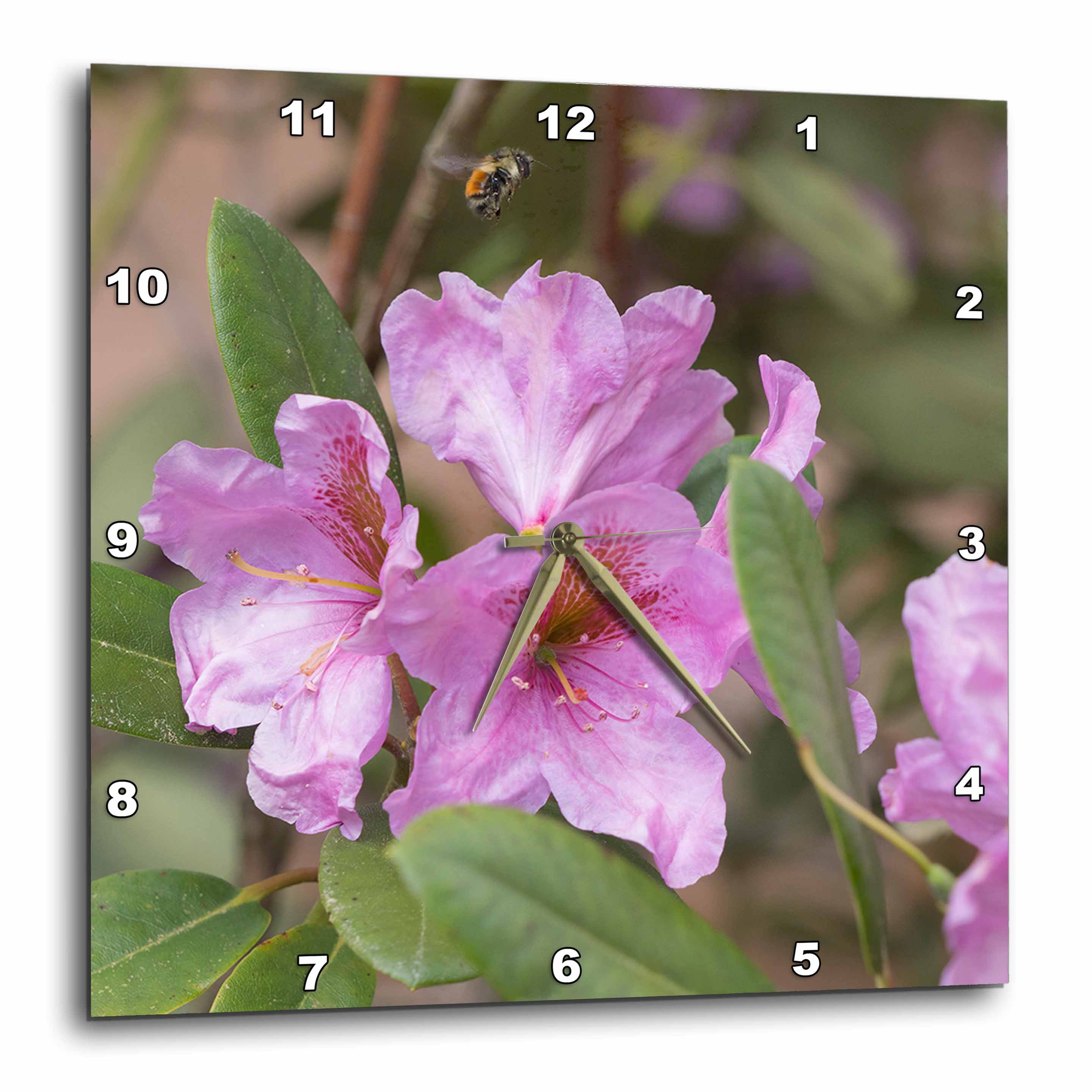 3drose, Washington State. Fuzzy-horned Bumblebee and Rhododendron ...