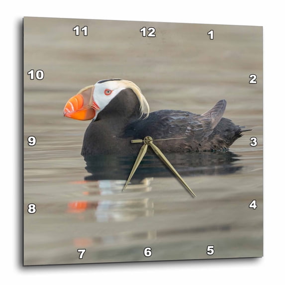 3drose, Washington State. a Tufted Puffin Floats Near Protection Island ...