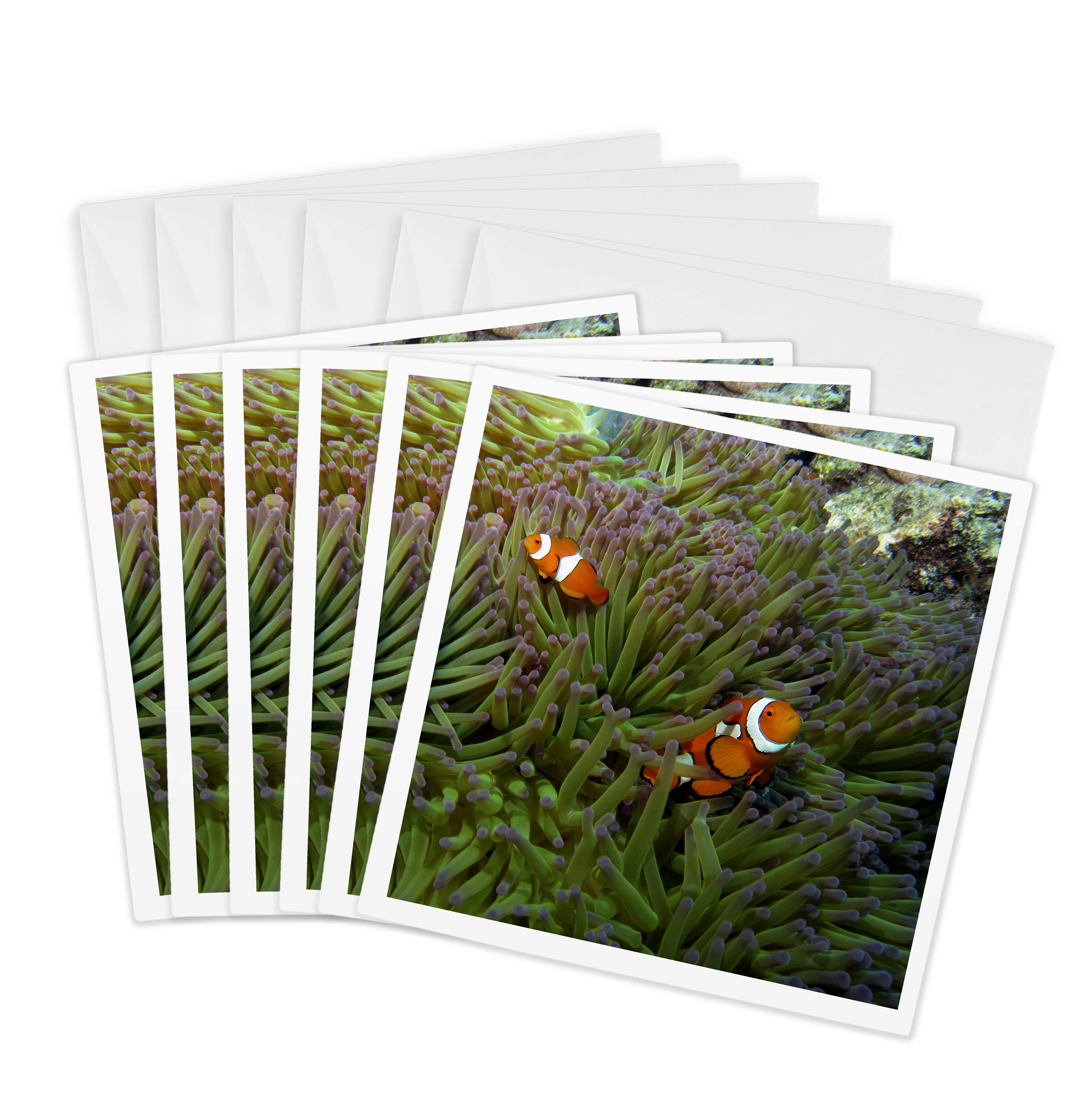 3drose, Western Clownfish, Great Barrier Reef, Australia-au01 Dwa3020 ...