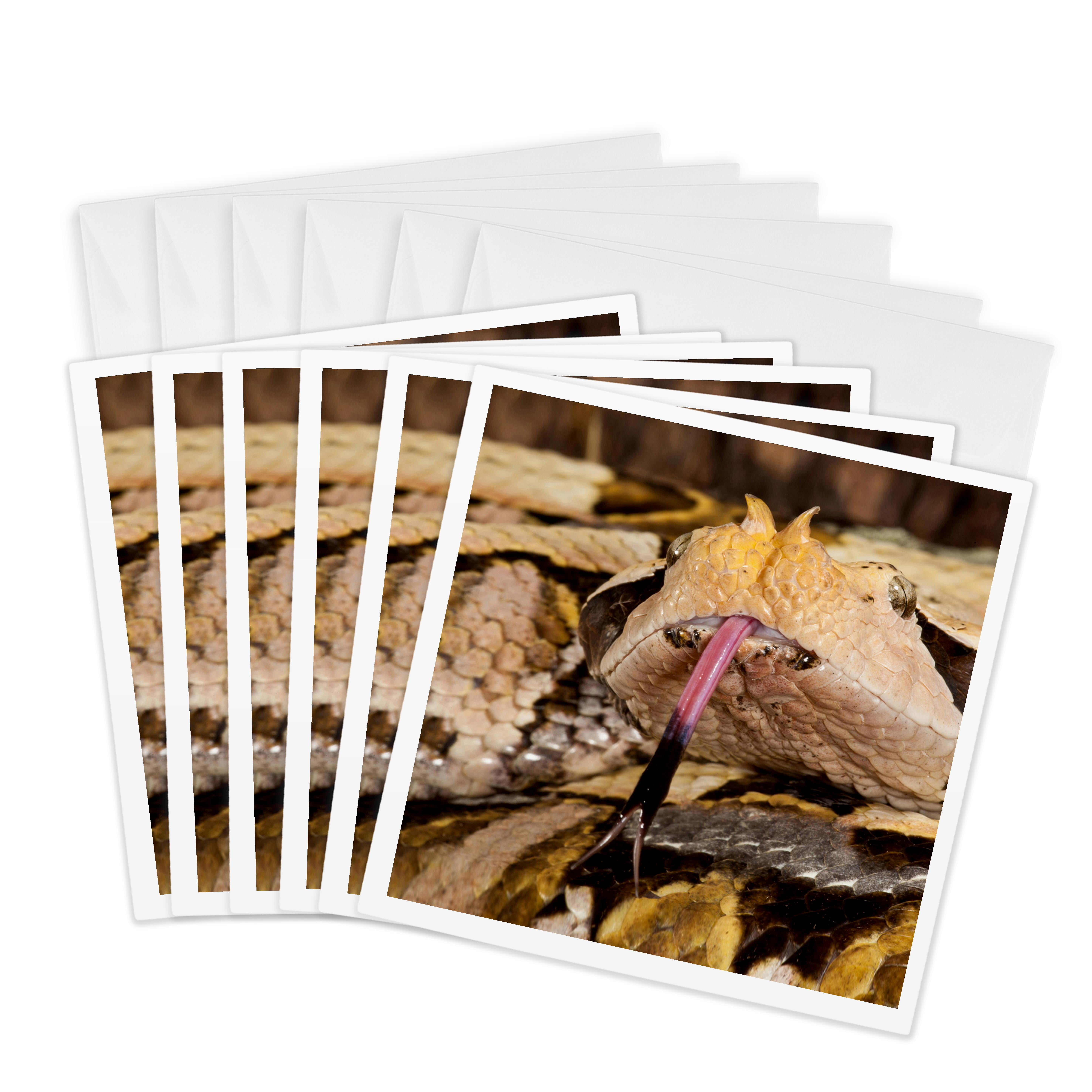 3drose, Western Gaboon Viper Snake, Native to Africa - Na02 Dno0899 ...