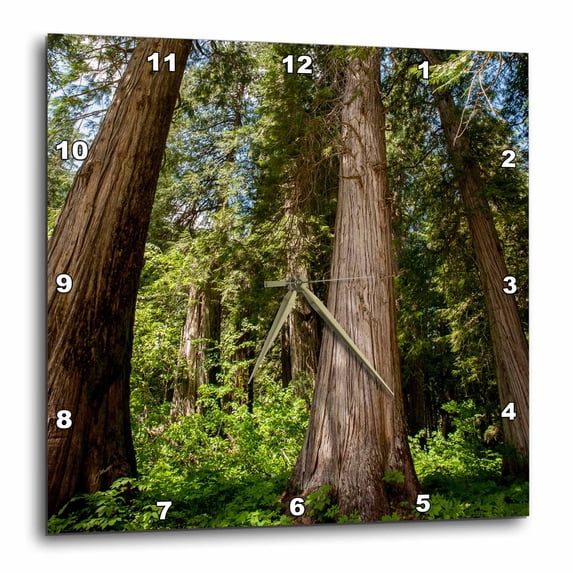 3drose, Western Red Cedar Trees, Ross Cedar Grove Near Libby, Montana ...