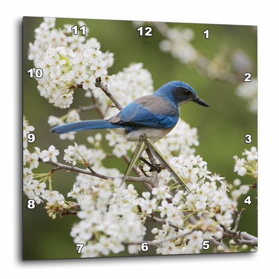 3drose, Western Scrub Jay in a Mexican Plum Tree, Hill Country, Texas ...