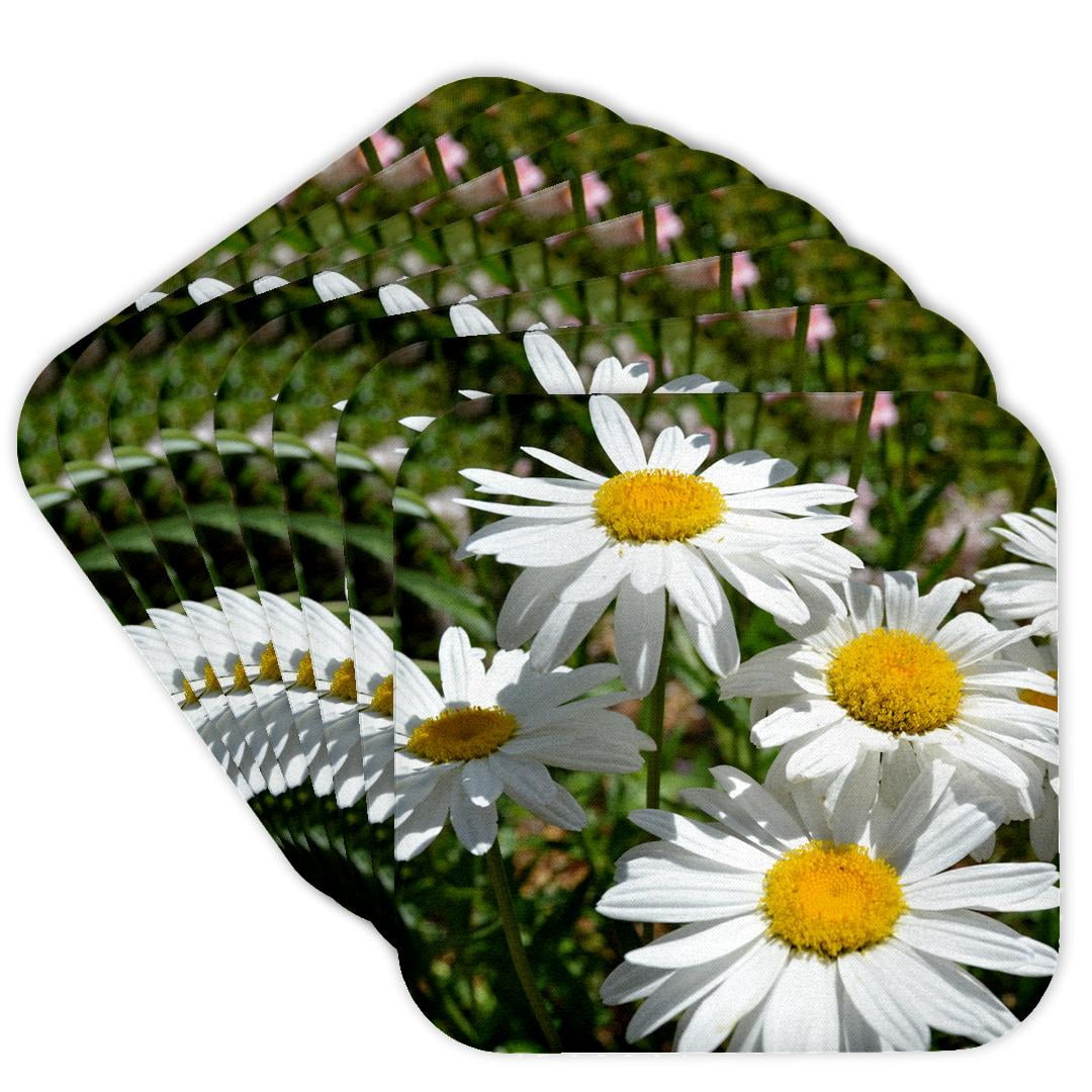 3drose, White Daisies Macro Flower Photography, Set of 8 Coasters ...