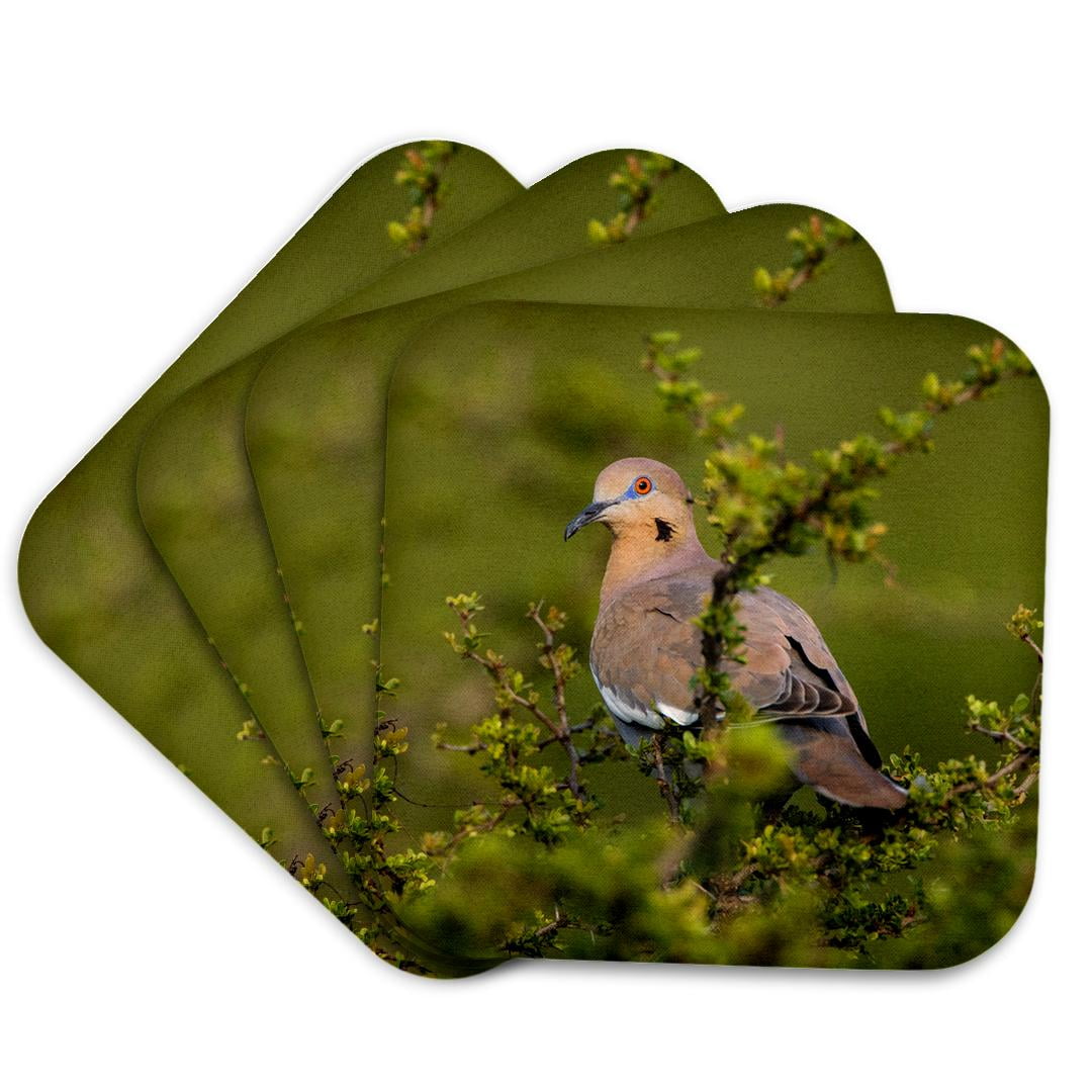 3drose, White Winged Dove, Zenaida Asiatica, Perched in Tree, Set of 4 ...