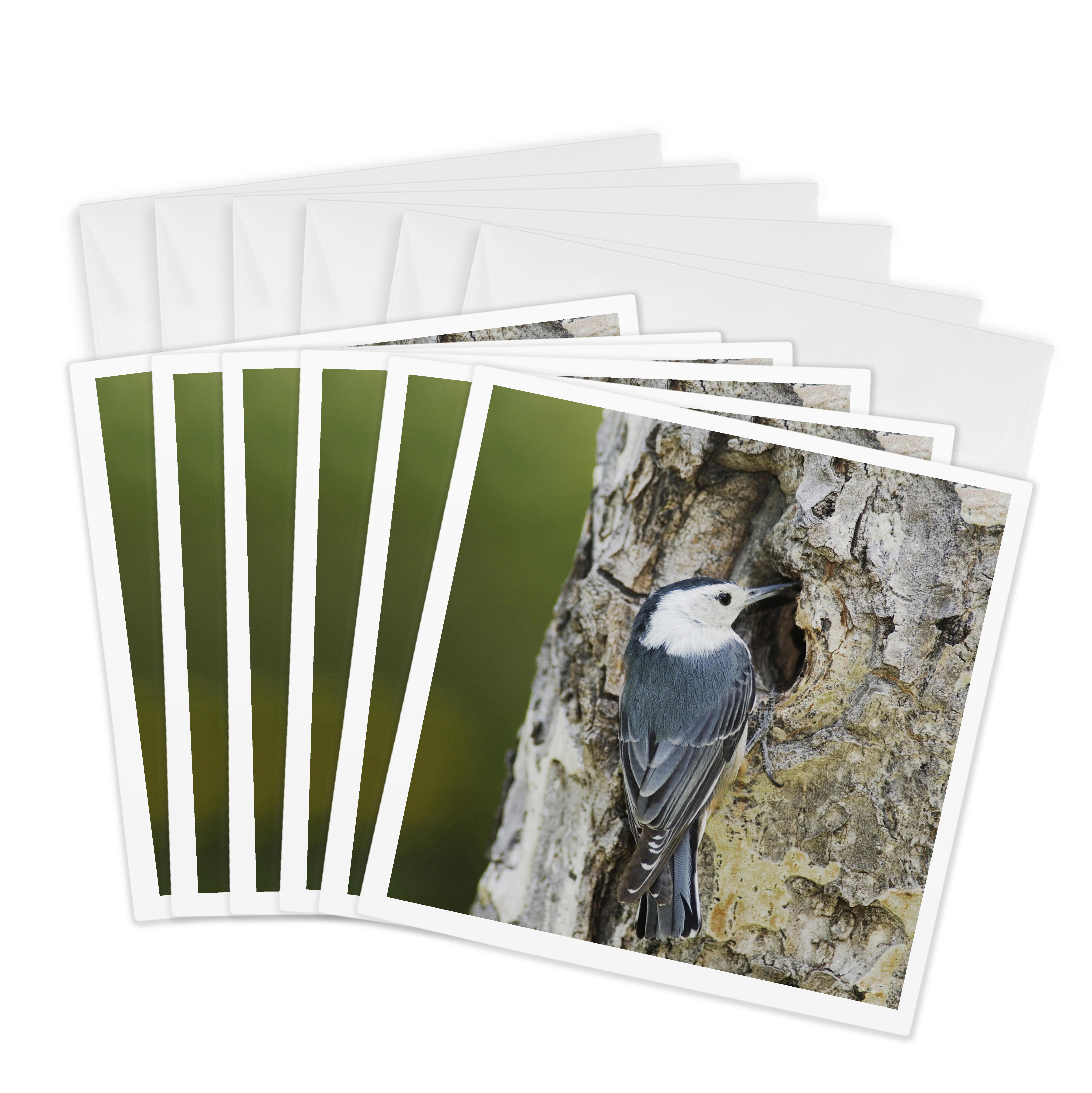 3drose, White-breasted Nuthatch Bird, Rocky Mountain Np - Na02 Rnu0825 ...